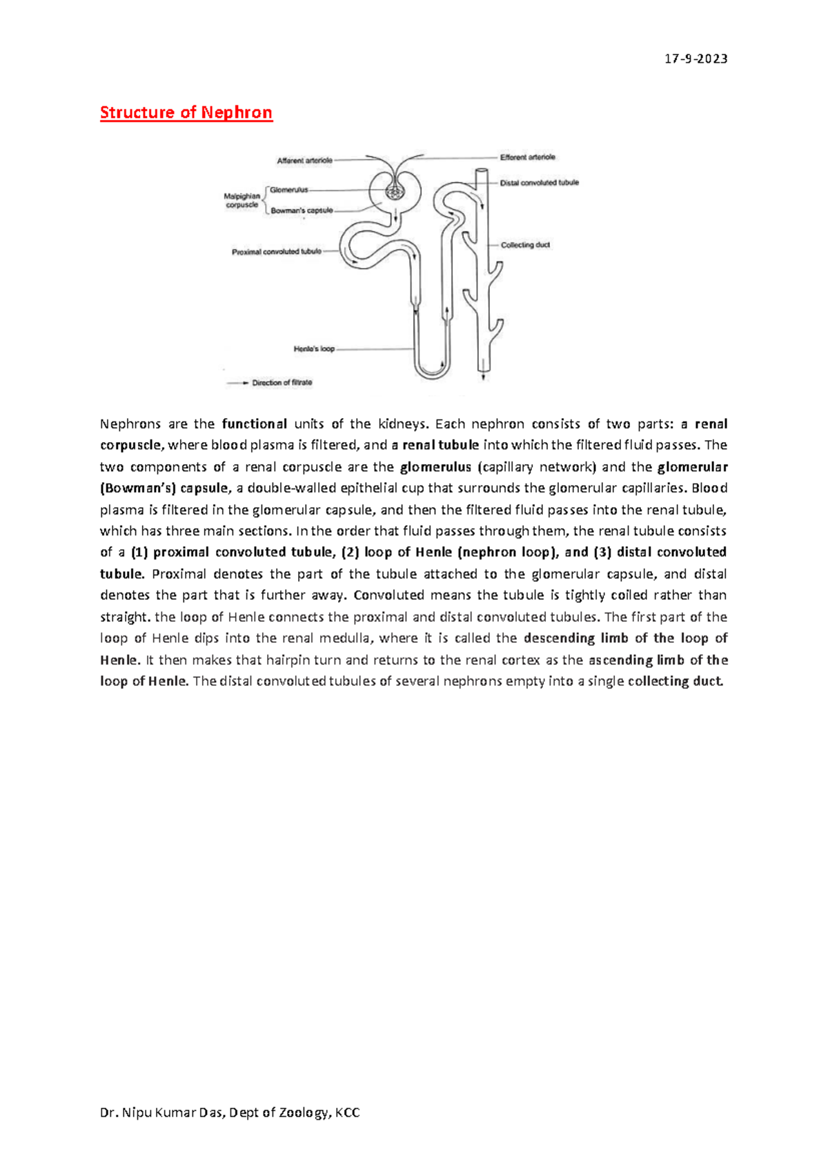Structure and Function of Nephron: Urine Formation (ZOO 101) - Studocu