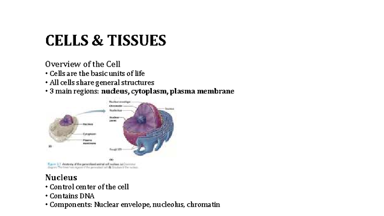 Cells & Tissues - Quiz Overview (Essentials of Human Anatomy) - Studocu