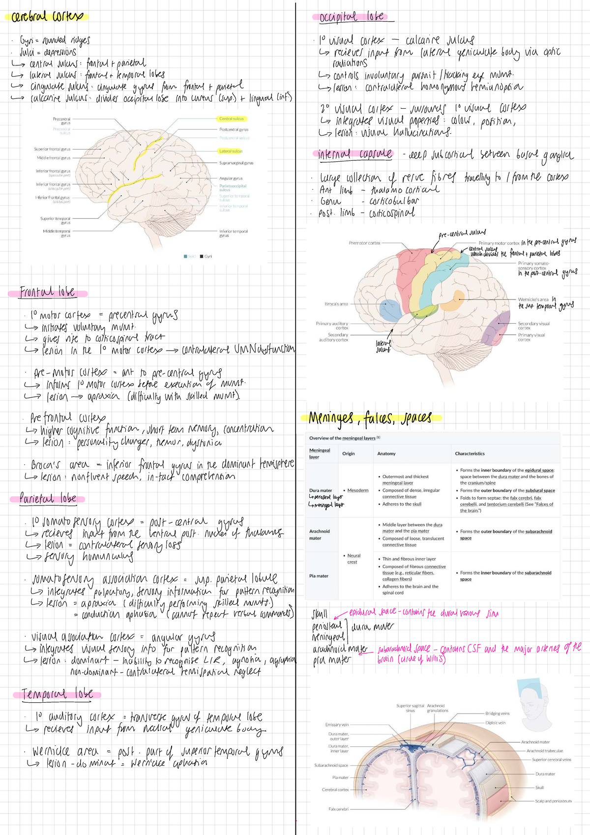 Neuro Revision Summary: Key Concepts and Lesions in the Brain - Studocu