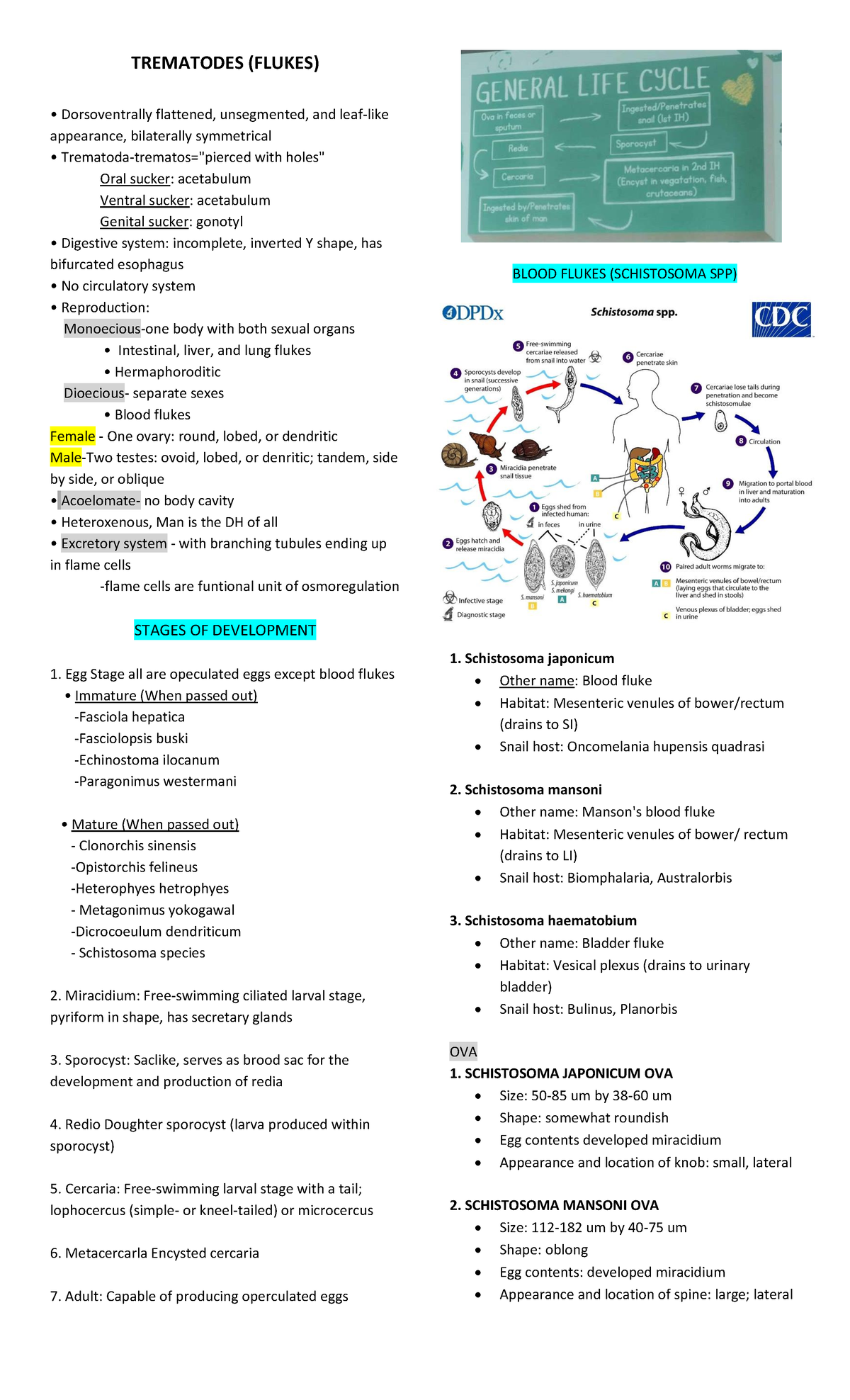 Trematodes - jreviwer - TREMATODES (FLUKES) Dorsoventrally flattened ...