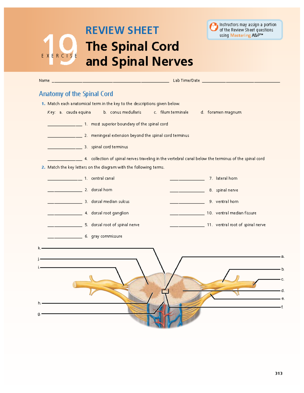 Anatomy Review Sheet 19: Spinal Cord & Spinal Nerves (313313) - Studocu