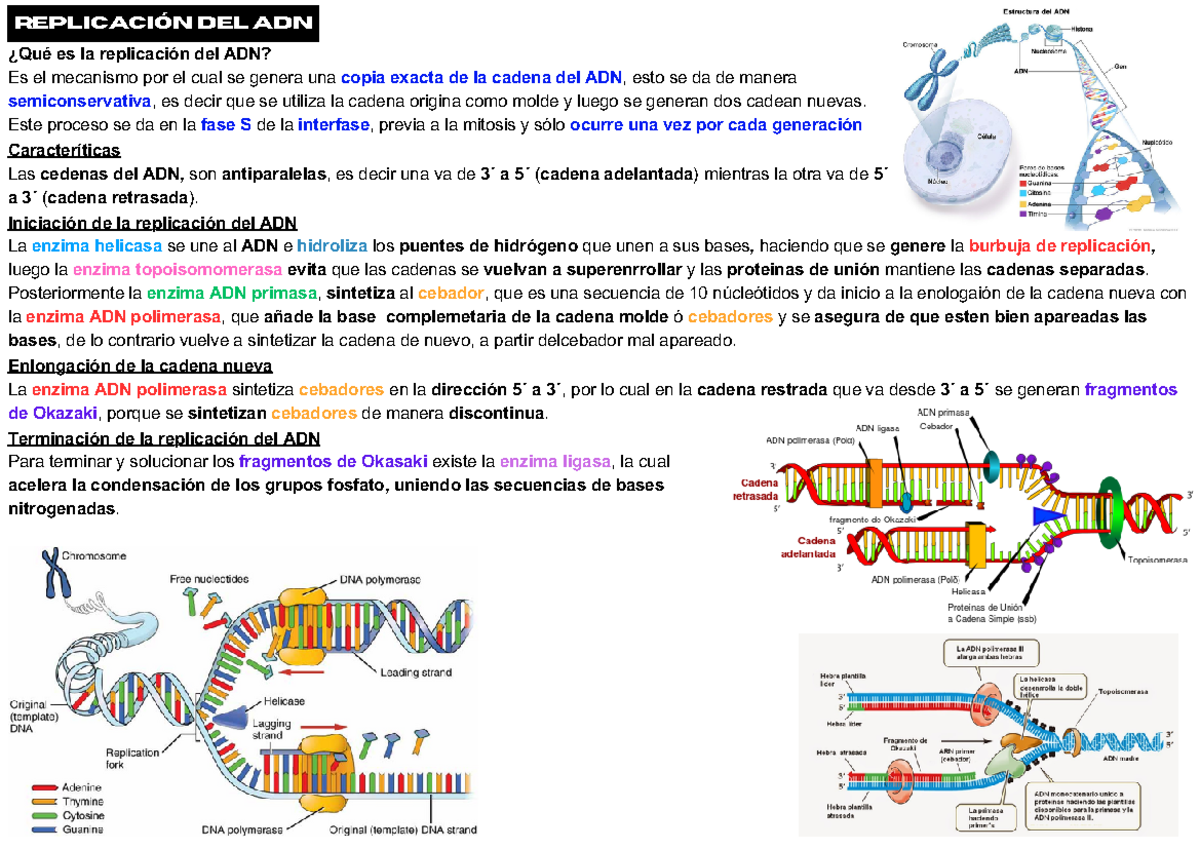 Resumen - Replicación, Transcripción y Traducción del ADN - Studocu