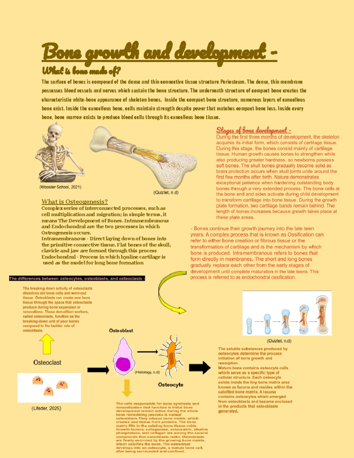 Human Anatomy: Bone Growth & Development Overview Poster - Studocu
