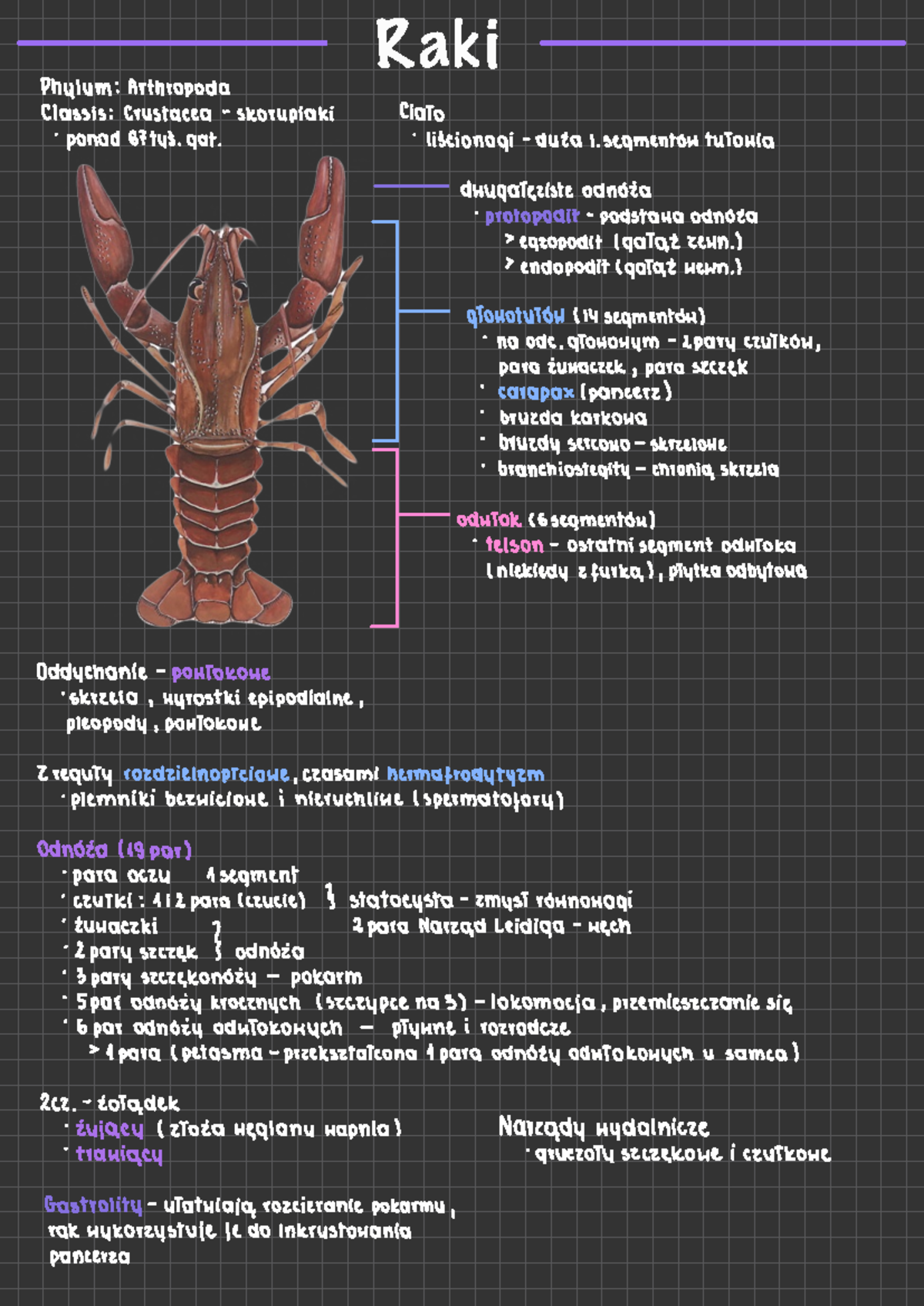 Raki - notatki z ćwiczeń - Raki Phylum : Arthropoda Classis : Crustacea ...