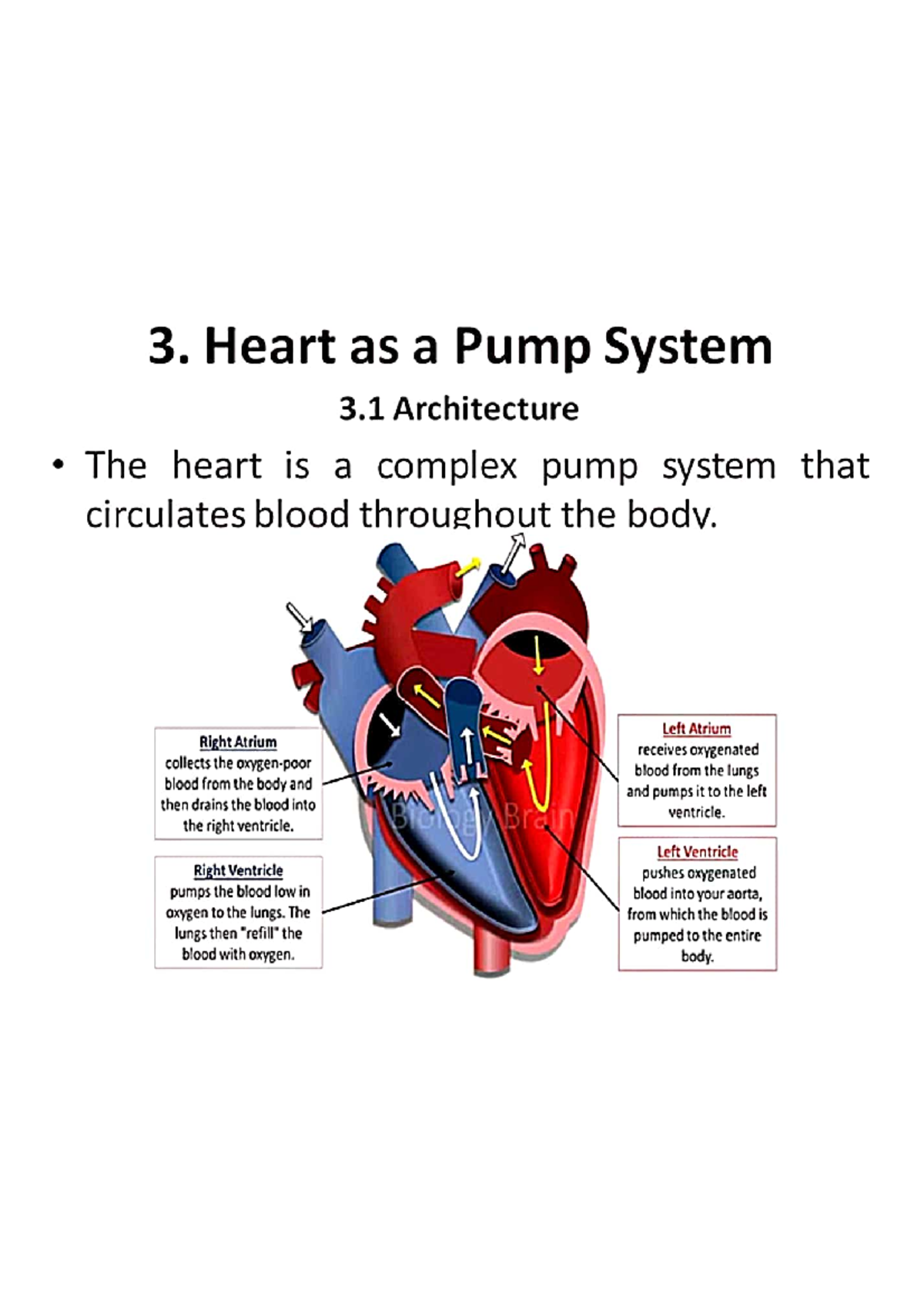 BSC 101: Heart Function, Electrical Signalling & Pacemakers Notes - Studocu