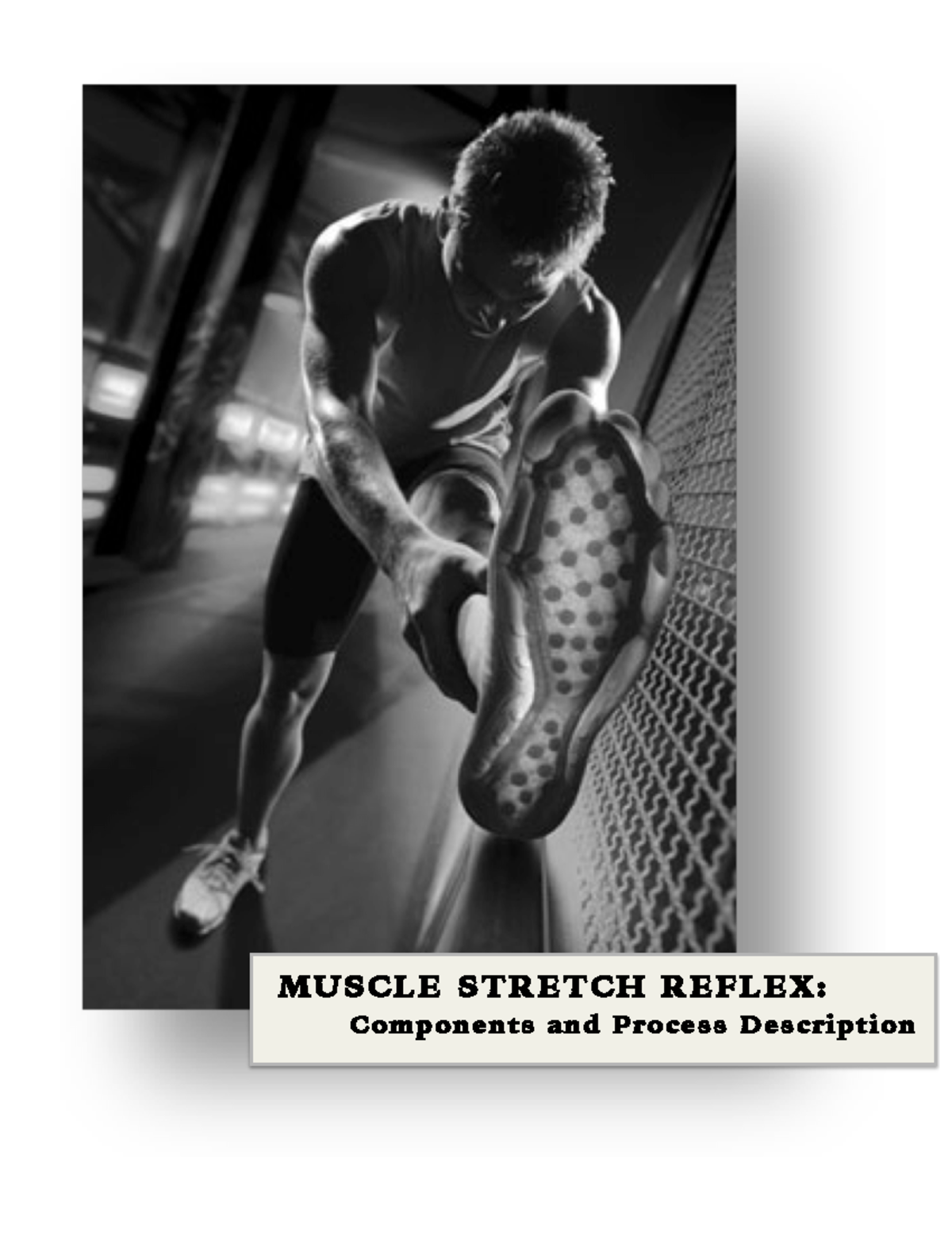 Muscle Physiology (BIO101): Understanding the Stretch Reflex Mechanism ...
