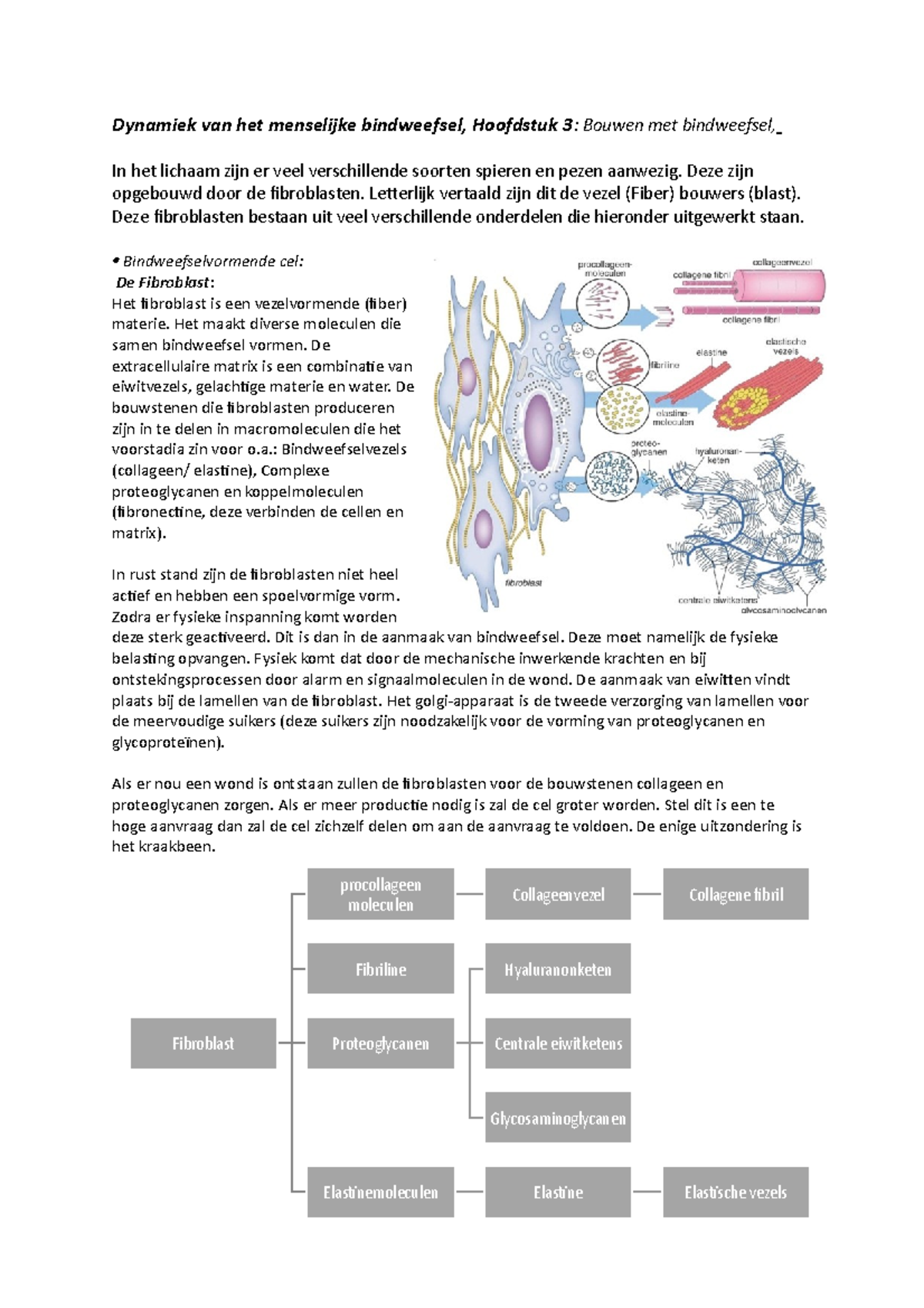 Hoofdstuk 3 en 6: Dynamiek van het Menselijke Bindweefsel en Gewrichten ...
