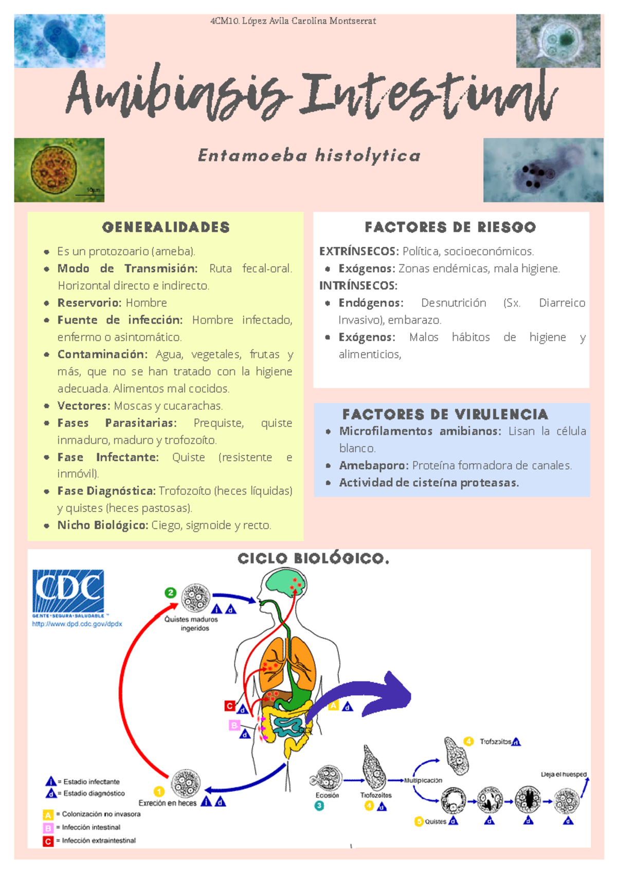 Amibiasis Intestinal - La amebiasis es una parasitosis producida por la ...