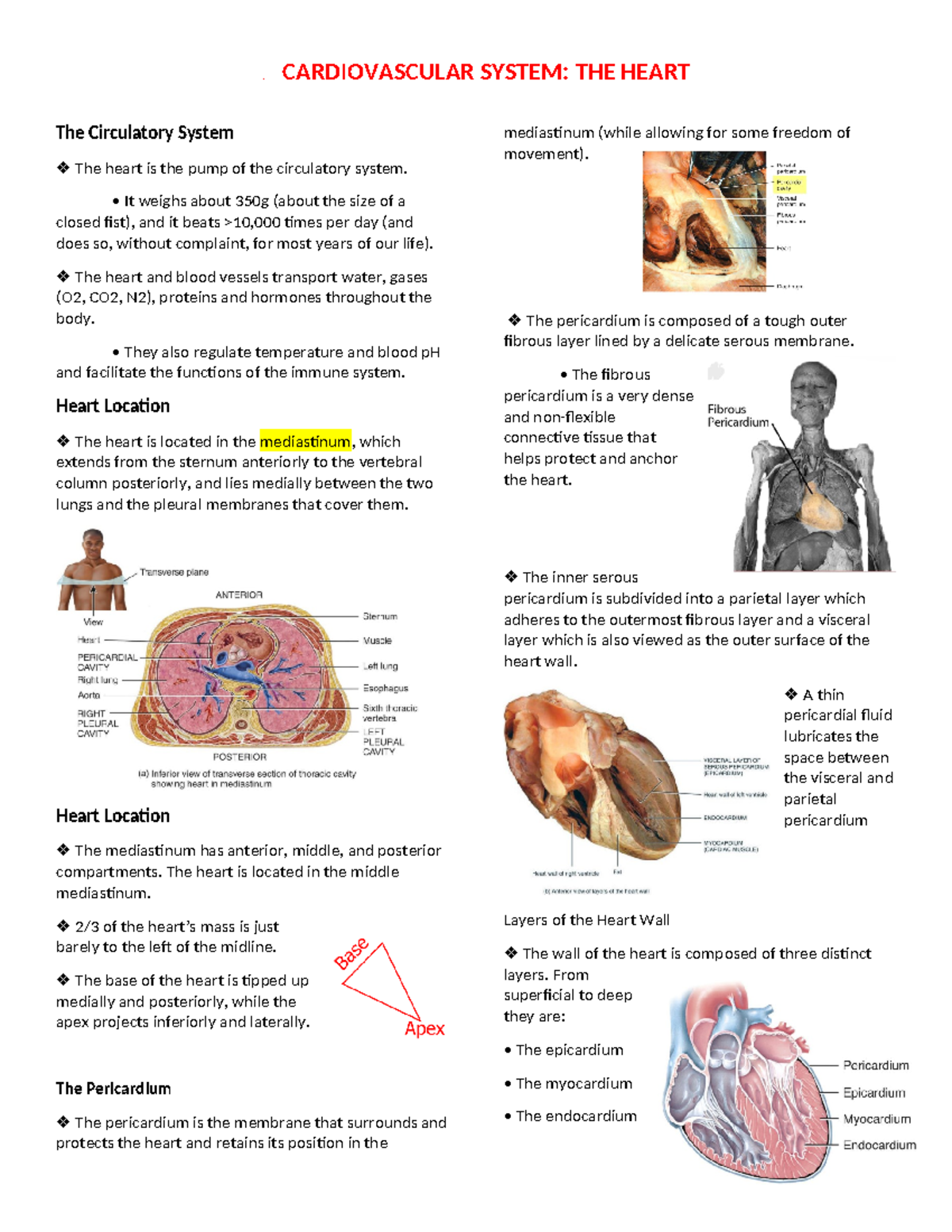 The Circulatory System: Anatomy and Function Overview for Course BIO ...