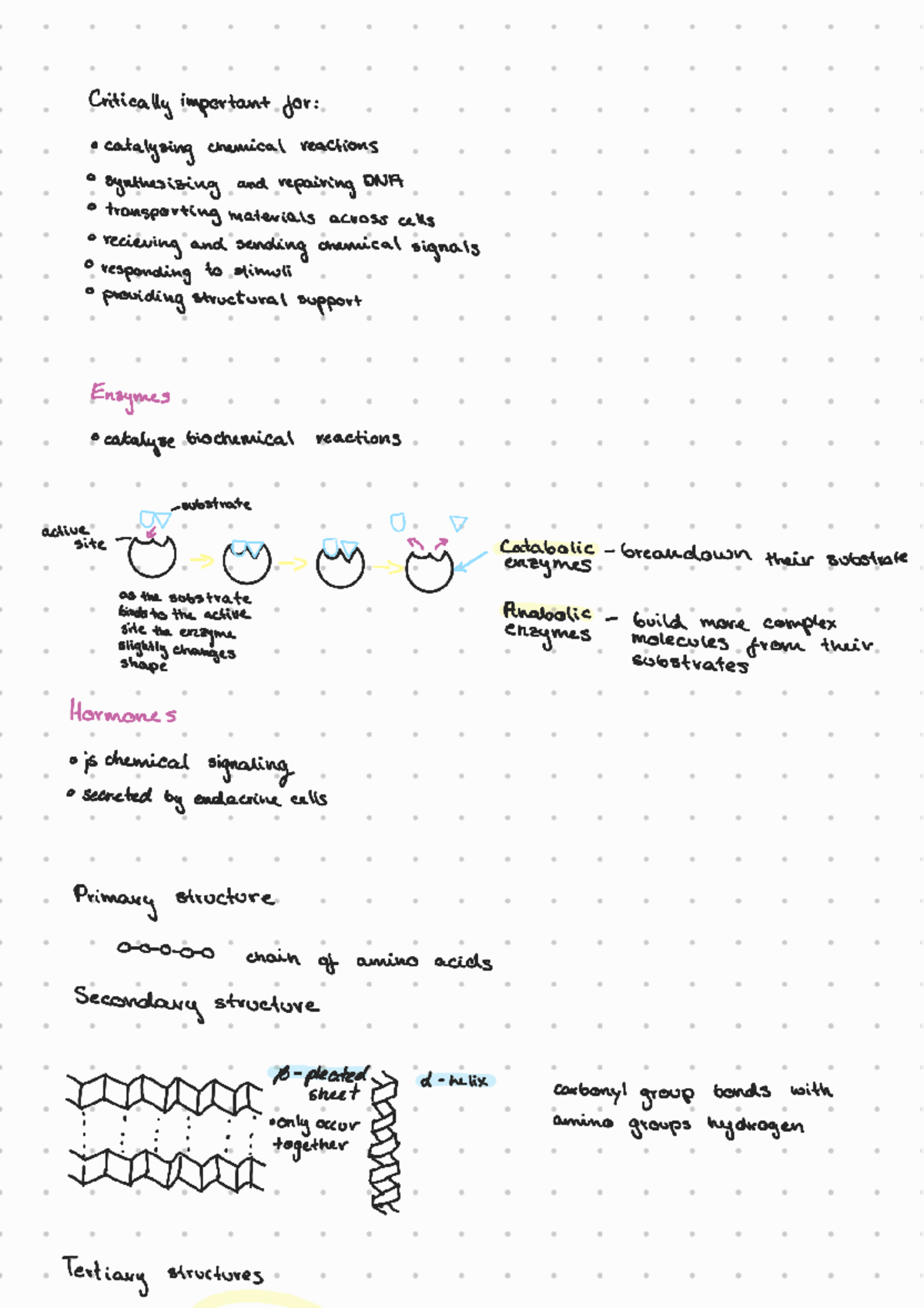 Proteins Overview: Structure, Enzymes, and Functions (251019) - Studeersnel