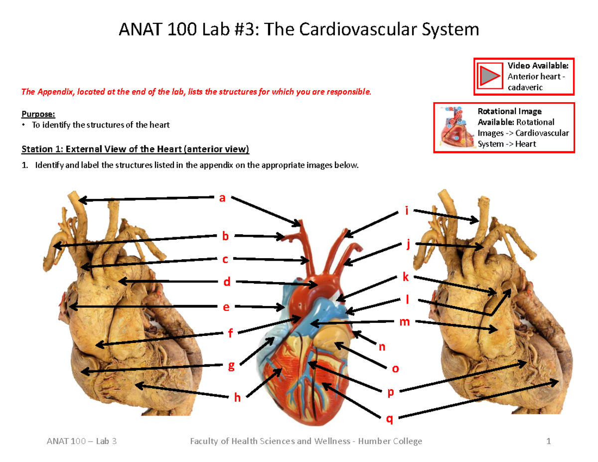 Anat 100 lab 3: Exploring the cardiovascular system structures - Studocu