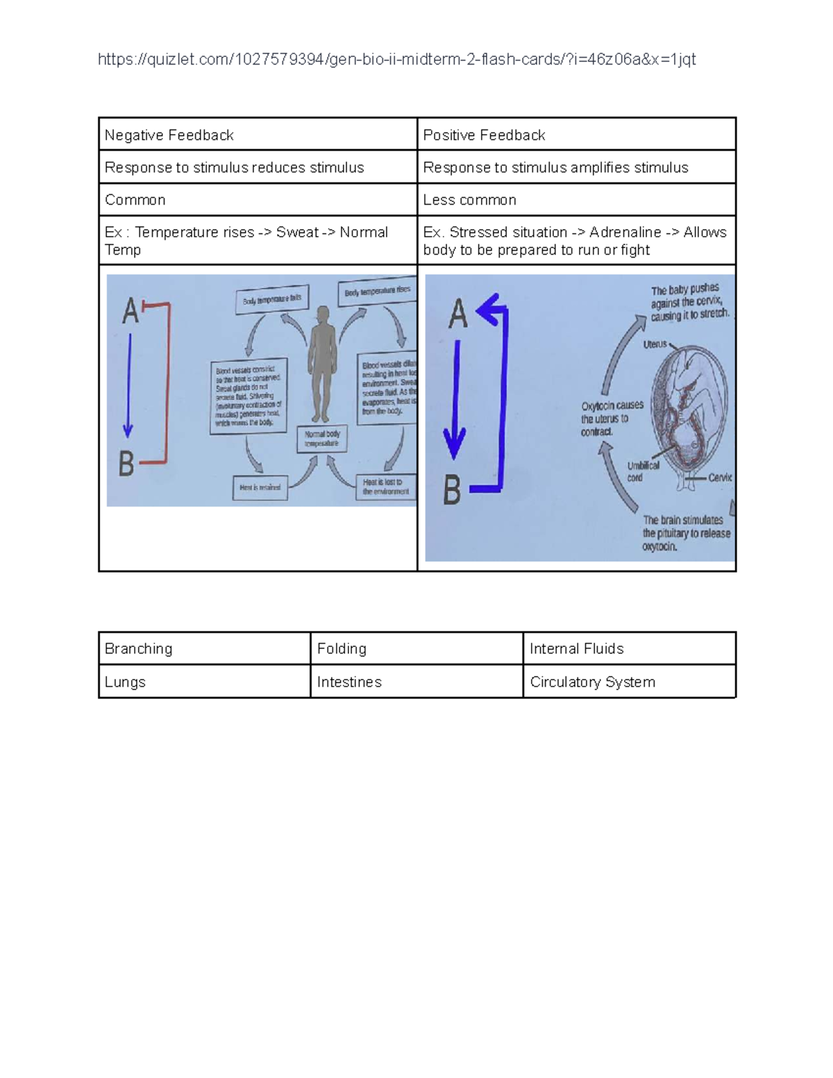 Bio116 Exam 2 Study Guide: Hormones, Feedback Mechanisms & Reproduction ...