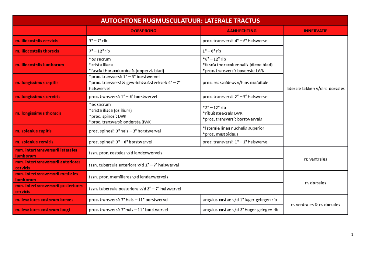 Anatomie: Autochtone en Buikwand Musculatuur - Spier Oorsprong en ...