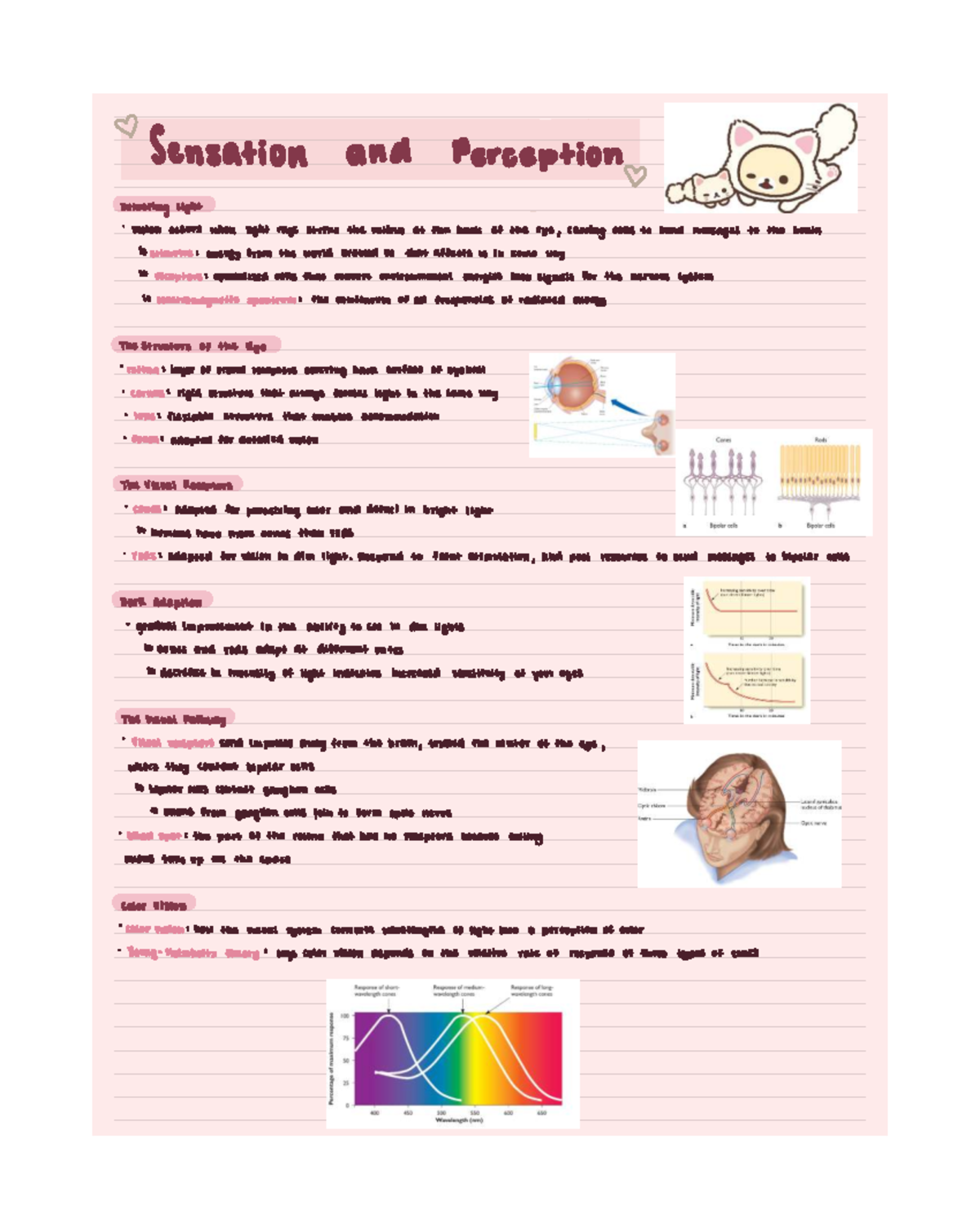 Sensation and Perception: Understanding Sensory Processes (PSY 101 ...