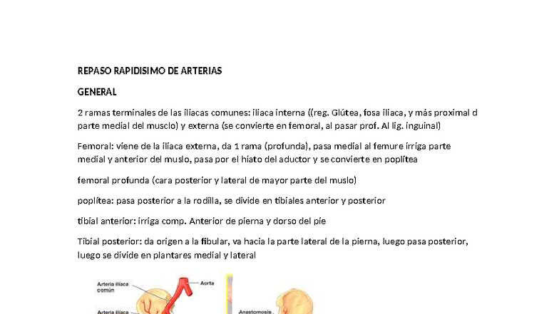 Repaso Rápido de Arterias - General 2: Ramas Terminales - Studocu