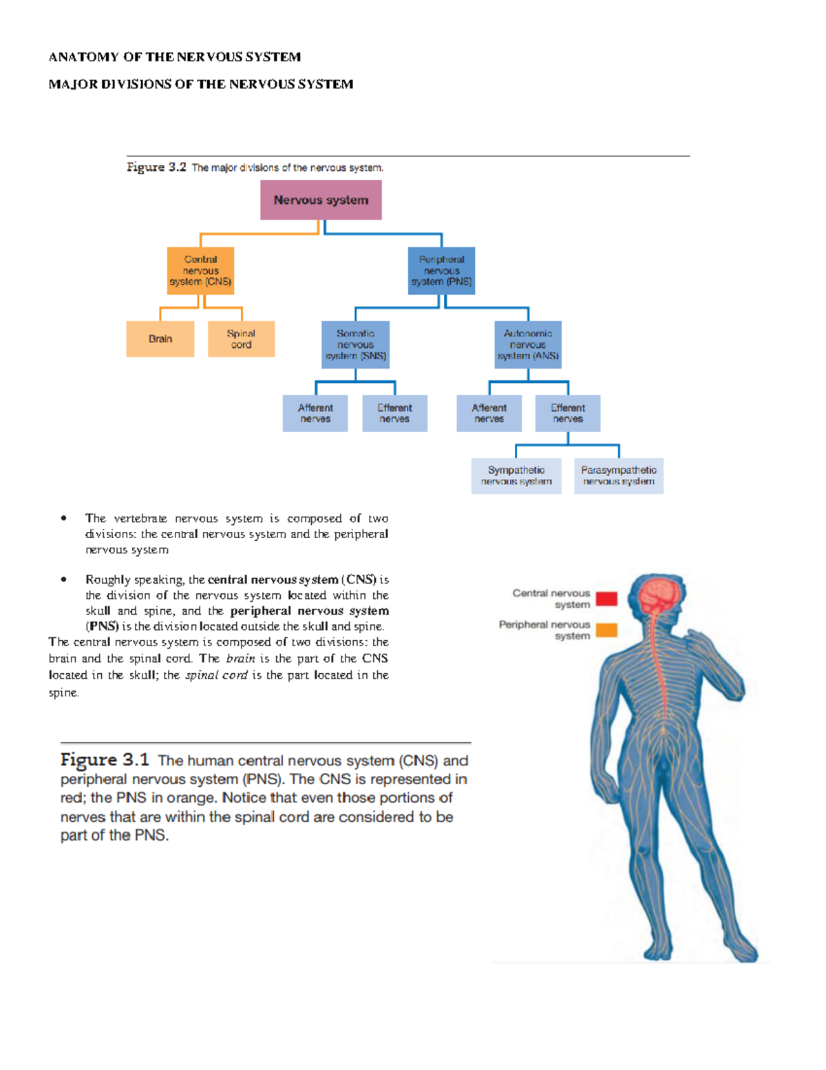 ANATOMY OF THE NERVOUS SYSTEM: MAJOR DIVISIONS & FUNCTIONS (BIOPSYCH ...