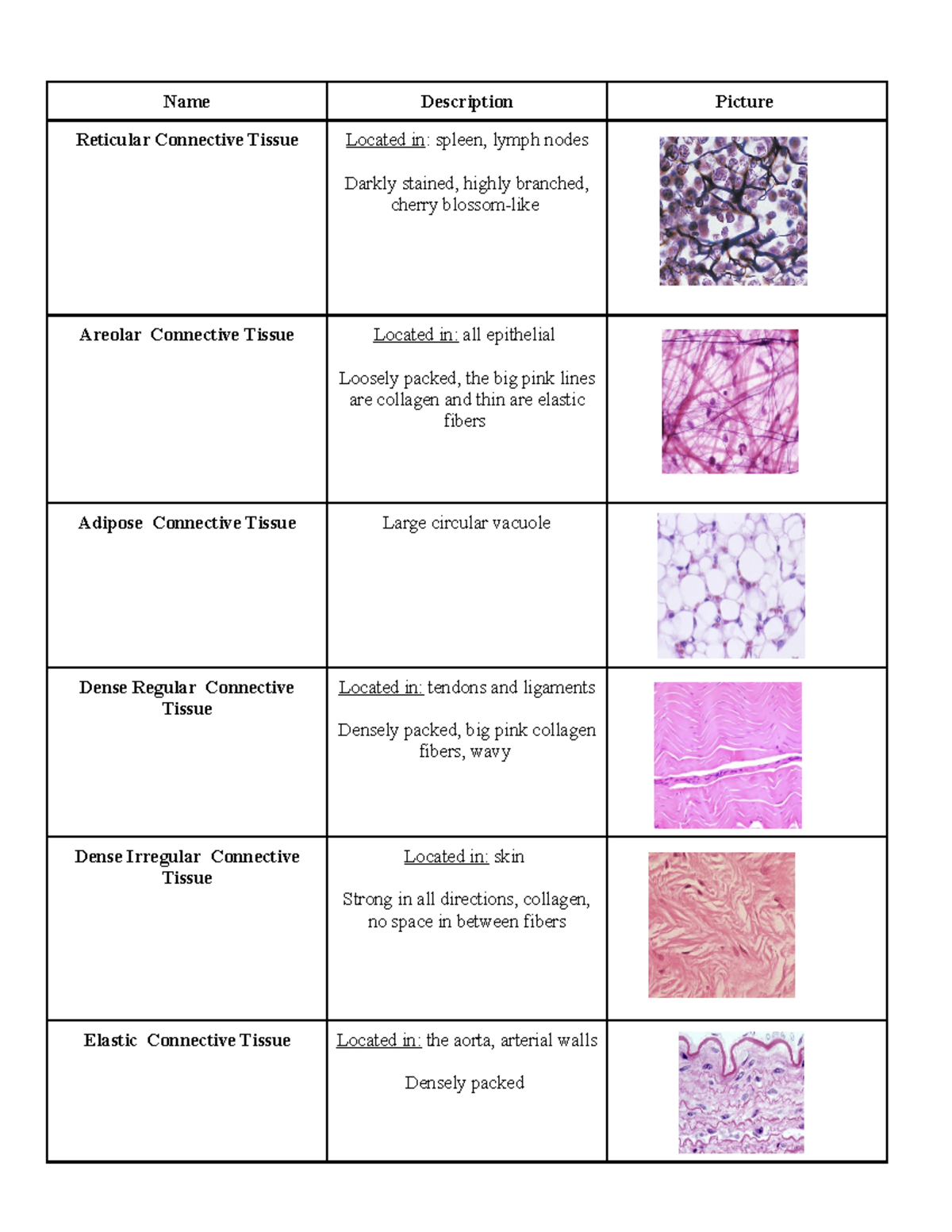 Types Of Connective Tissue Chart