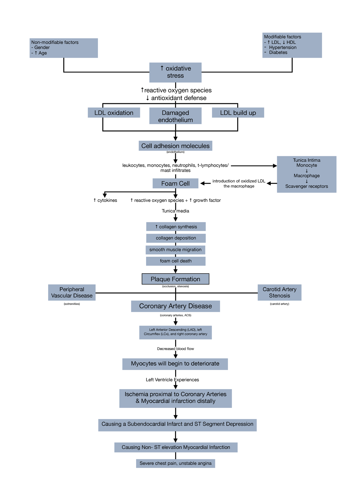 Coronary Artery Disease Pathophysiology Overview - Nursing 4th Year ...