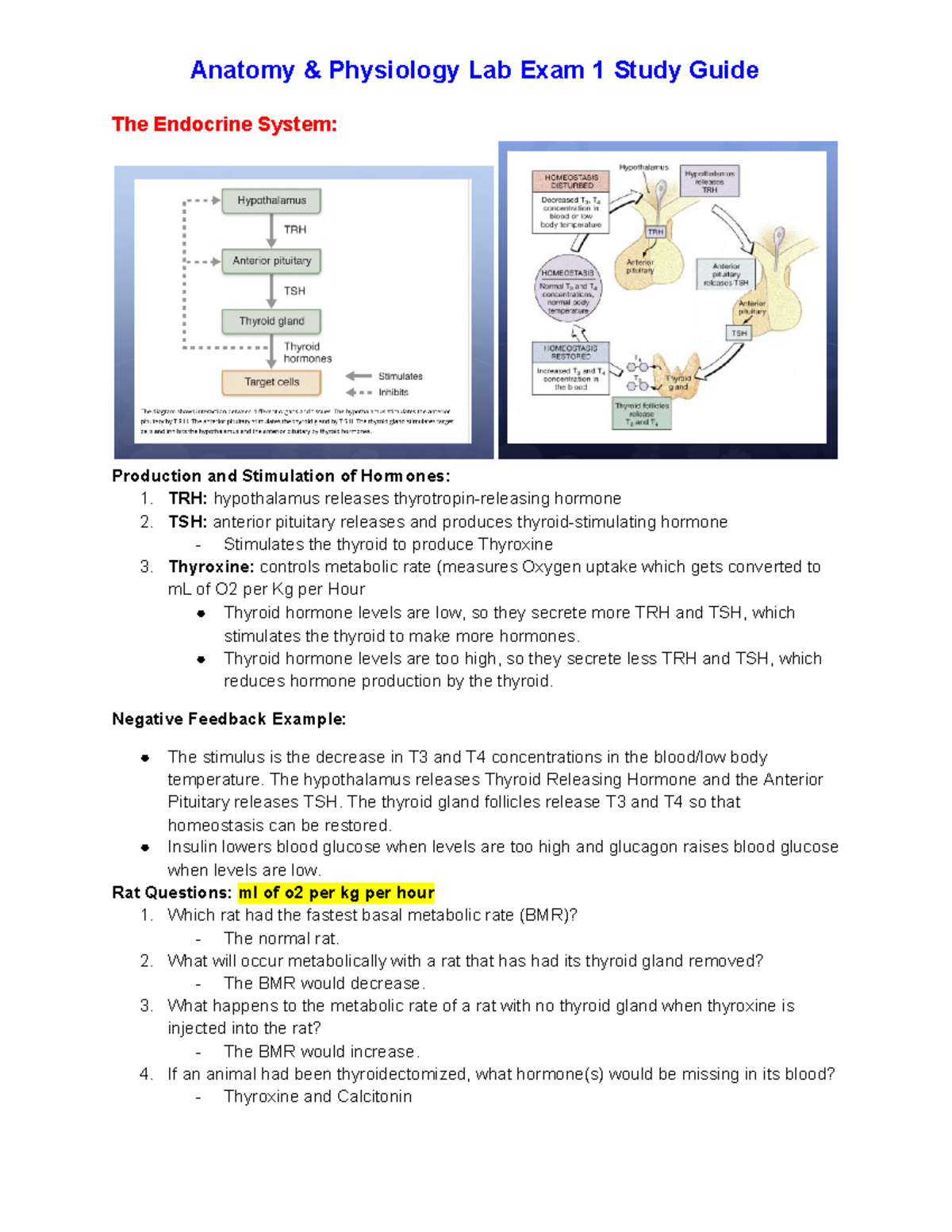A&P 2 Lab Exam 1 Study Guide - The Endocrine System: Production and ...