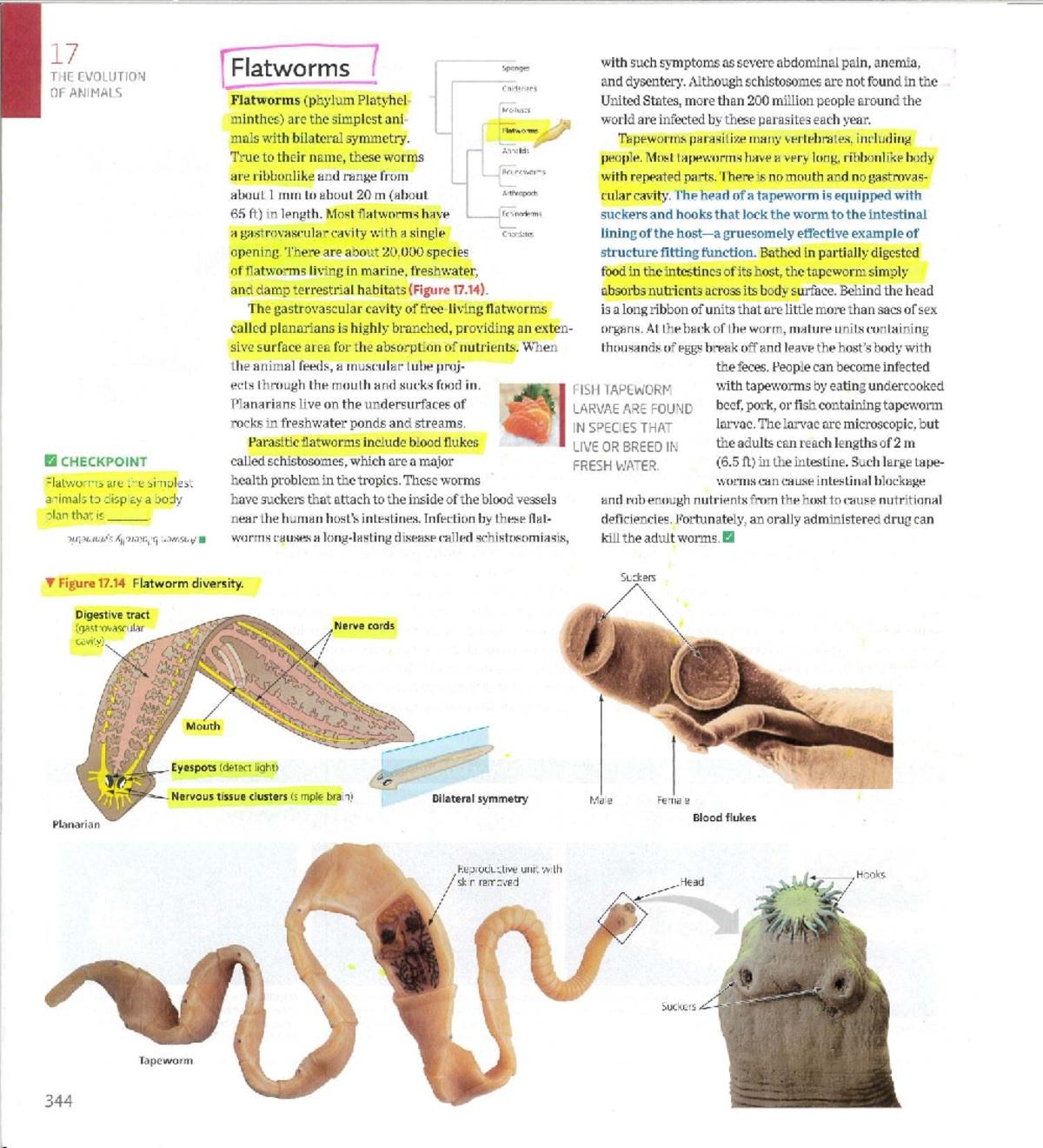 Comprehensive Study Guide for PSY403: Flatworms and Annelids - Studocu