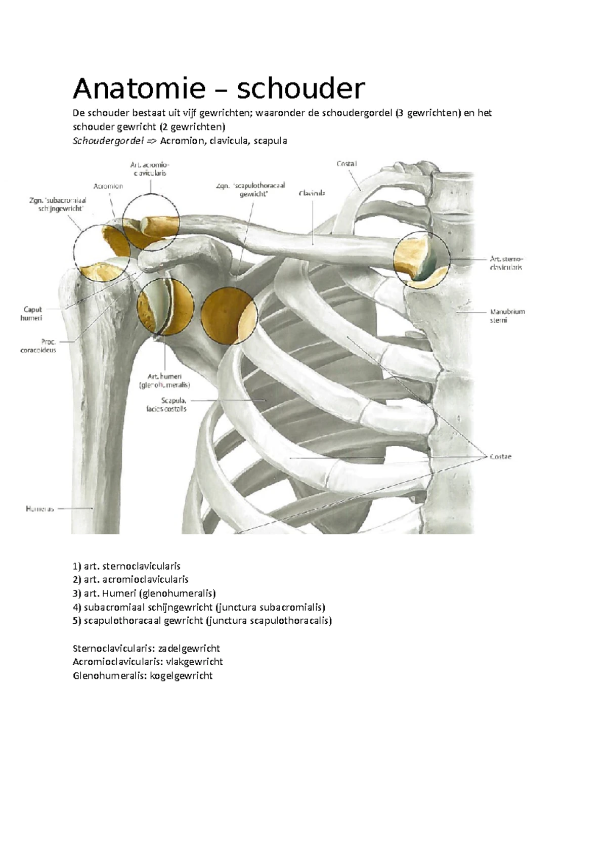 Anatomie enkel en voet - Anatomie enkel/voet De enkel: Op de overgang ...