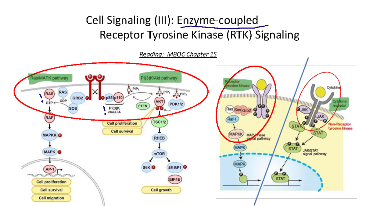 Cell Signaling (III): RTK Activation Mechanism & Pathways Analysis ...