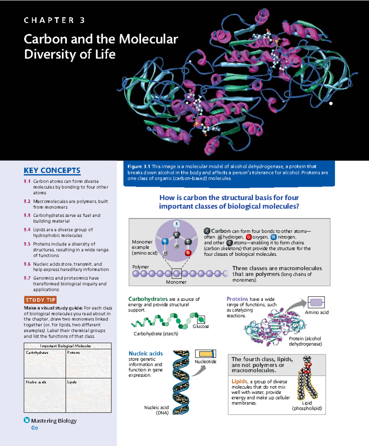 Campbell Biology in Focus 4th Ed - Chapter 3: Carbon & Molecular Diversity - Studocu
