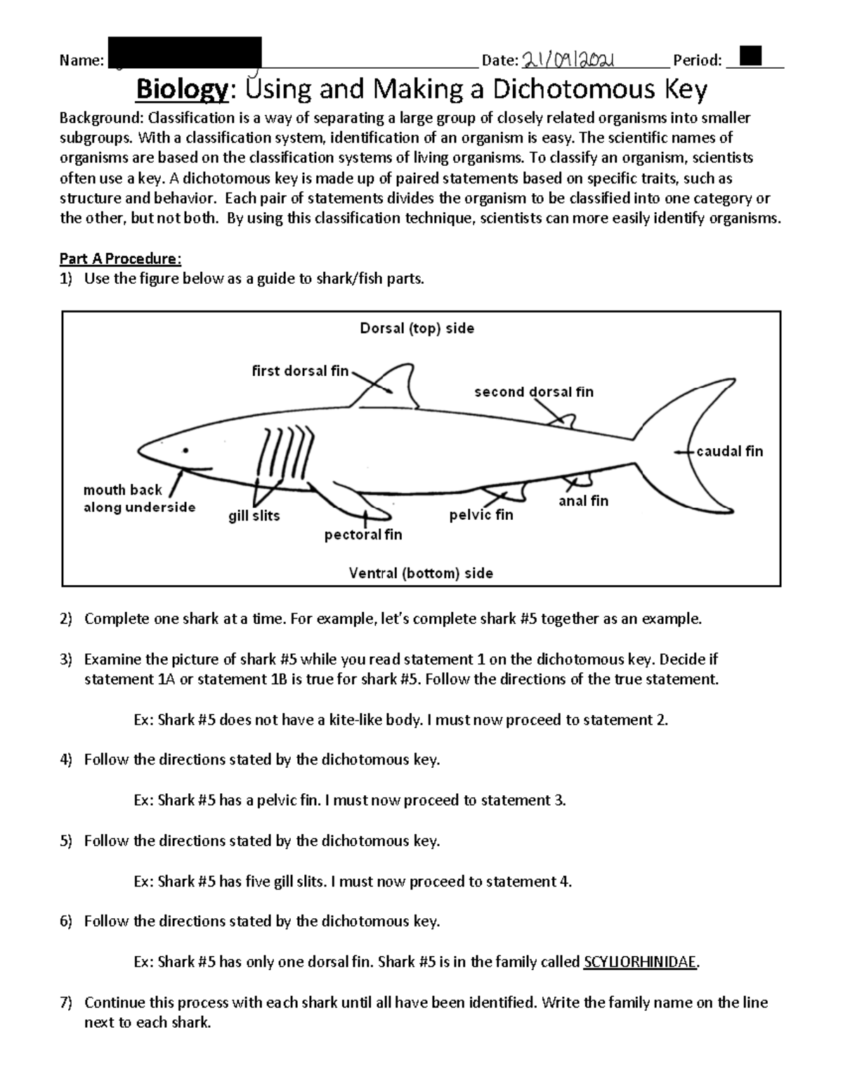2017 Shark dichotomous key answers - Name ...