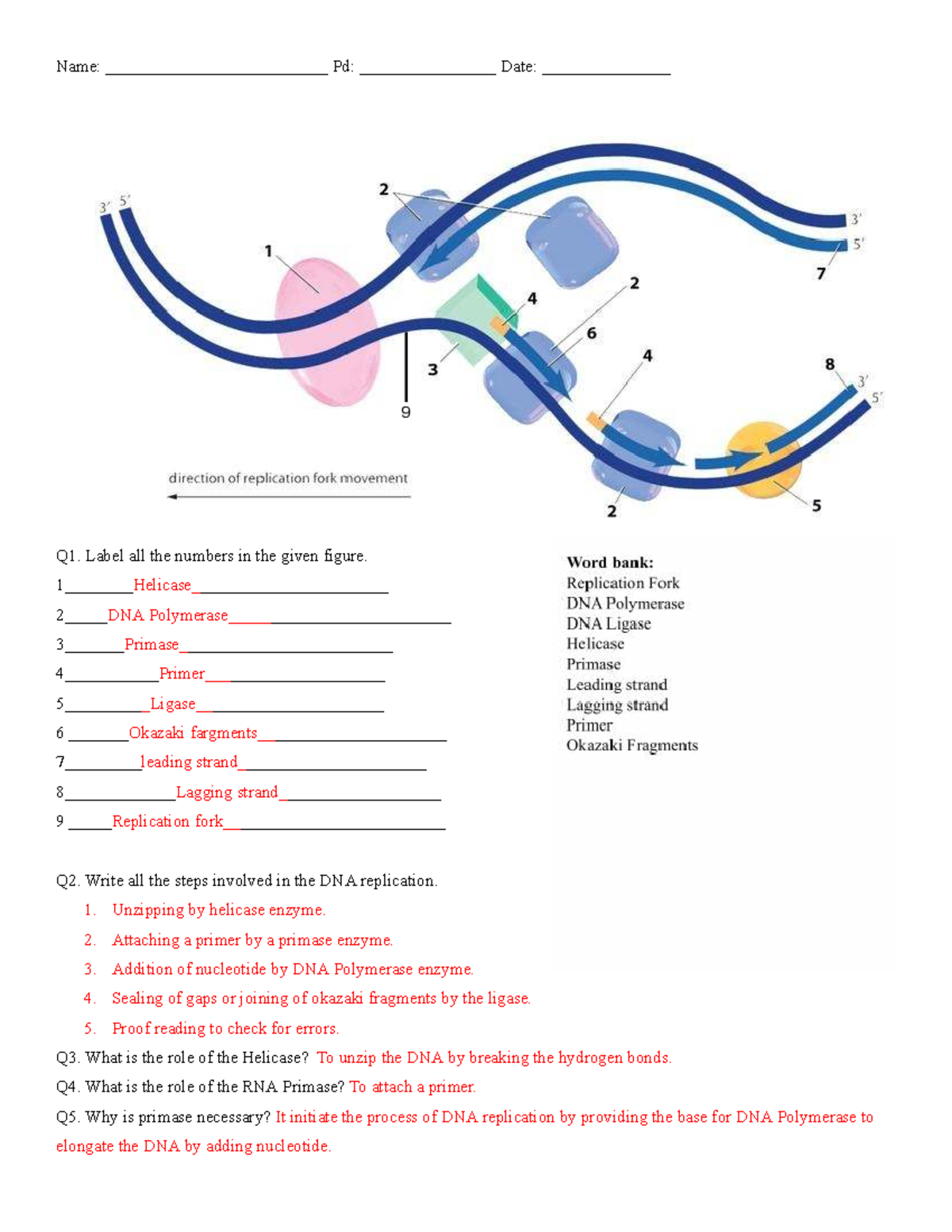 Review Sheet: DNA Replication & Protein Synthesis (L1) - Studocu