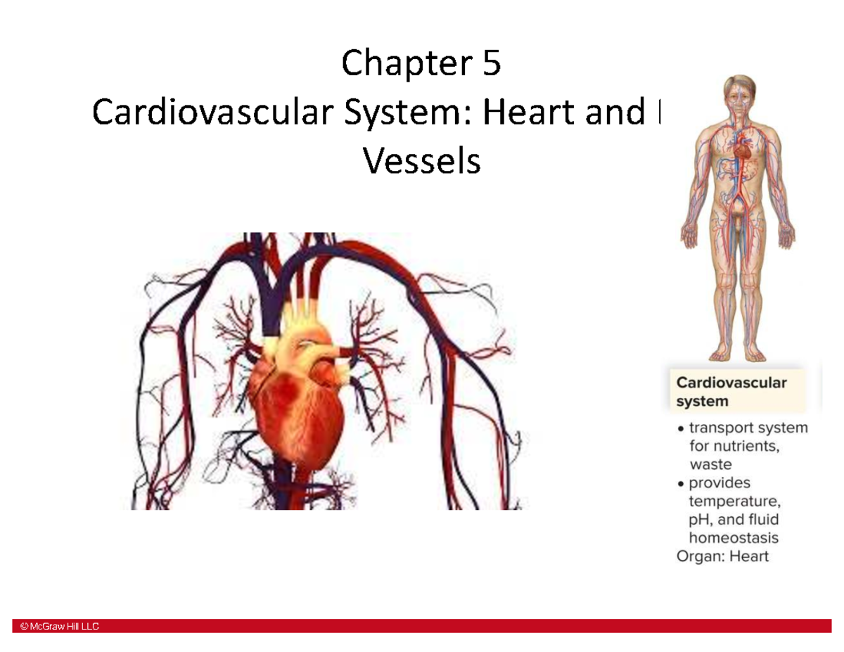 Cardiovascular System Overview and Disorders (BIO101) - Chapter 5 ...