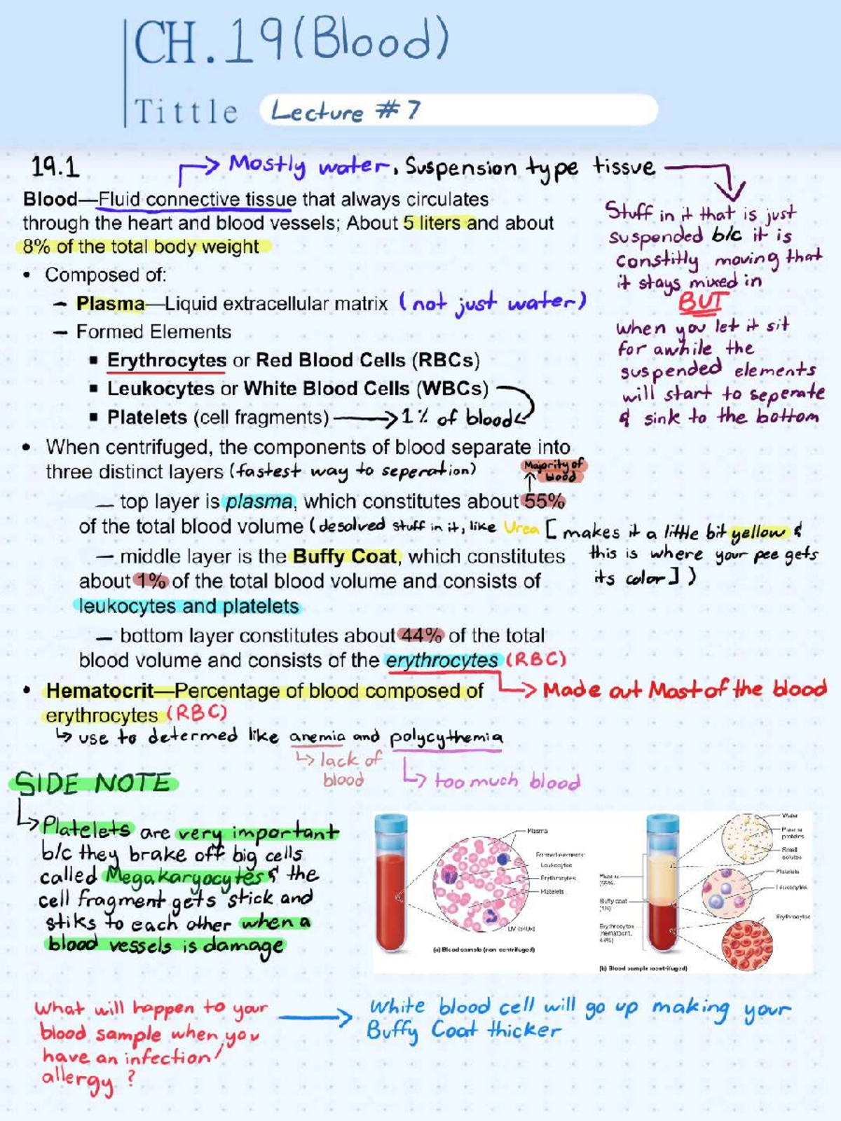 CSE101 Lecture Notes: CH. 19 Blood - Composition & Functions - Studocu