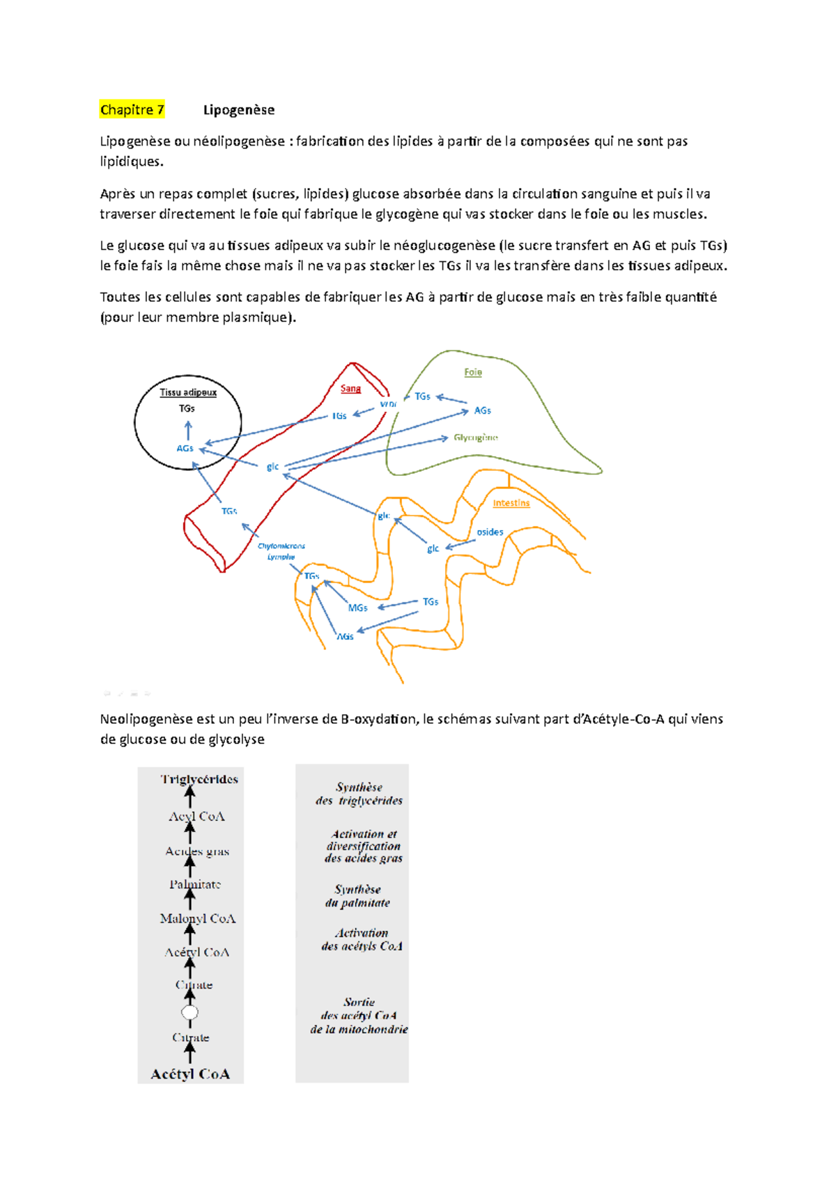 Chapitre 7: Lipogenèse et Synthèse d'Acides Gras - Studocu