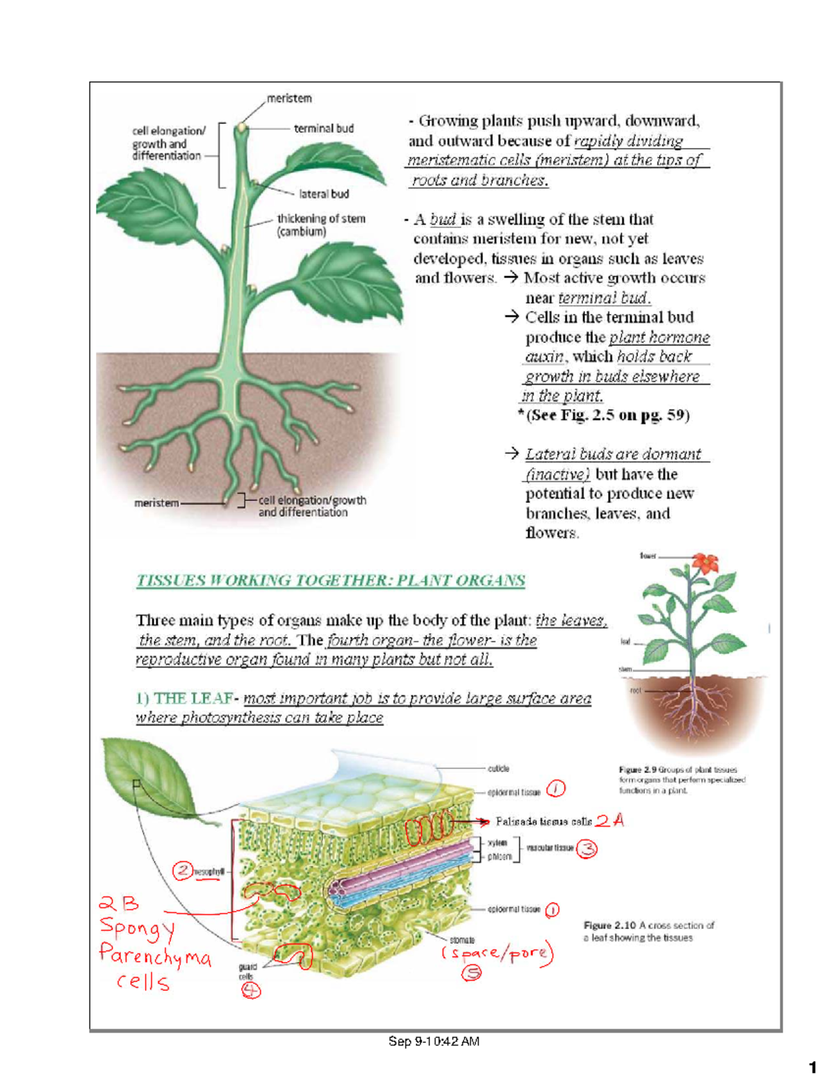 Plant Growth and Development: Meristematic Cells and Organ Systems (BIO ...