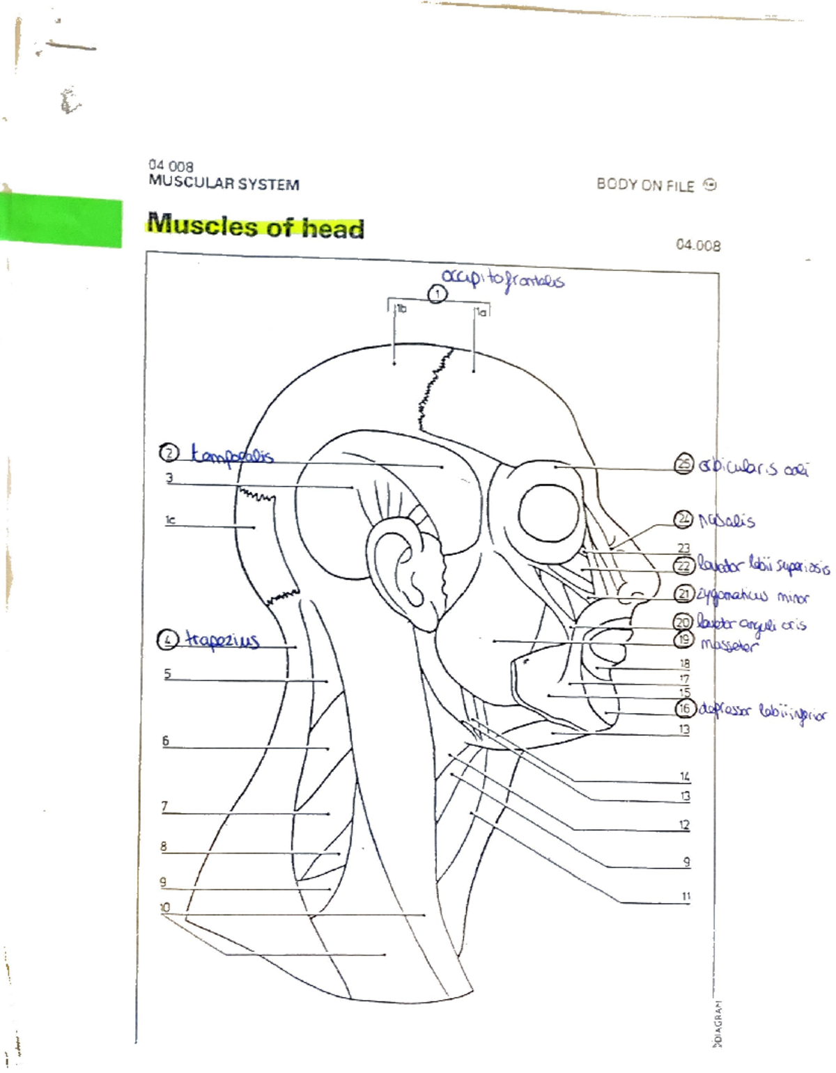 BIOL 2320 - Chapter 6 The Muscular System Key Diagrams and Terminology ...