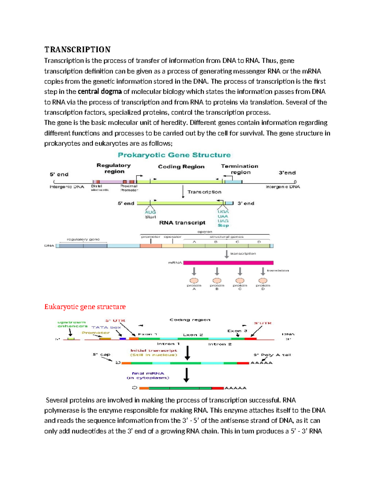 Transcription and Replication in Molecular Biology: Key Processes and ...