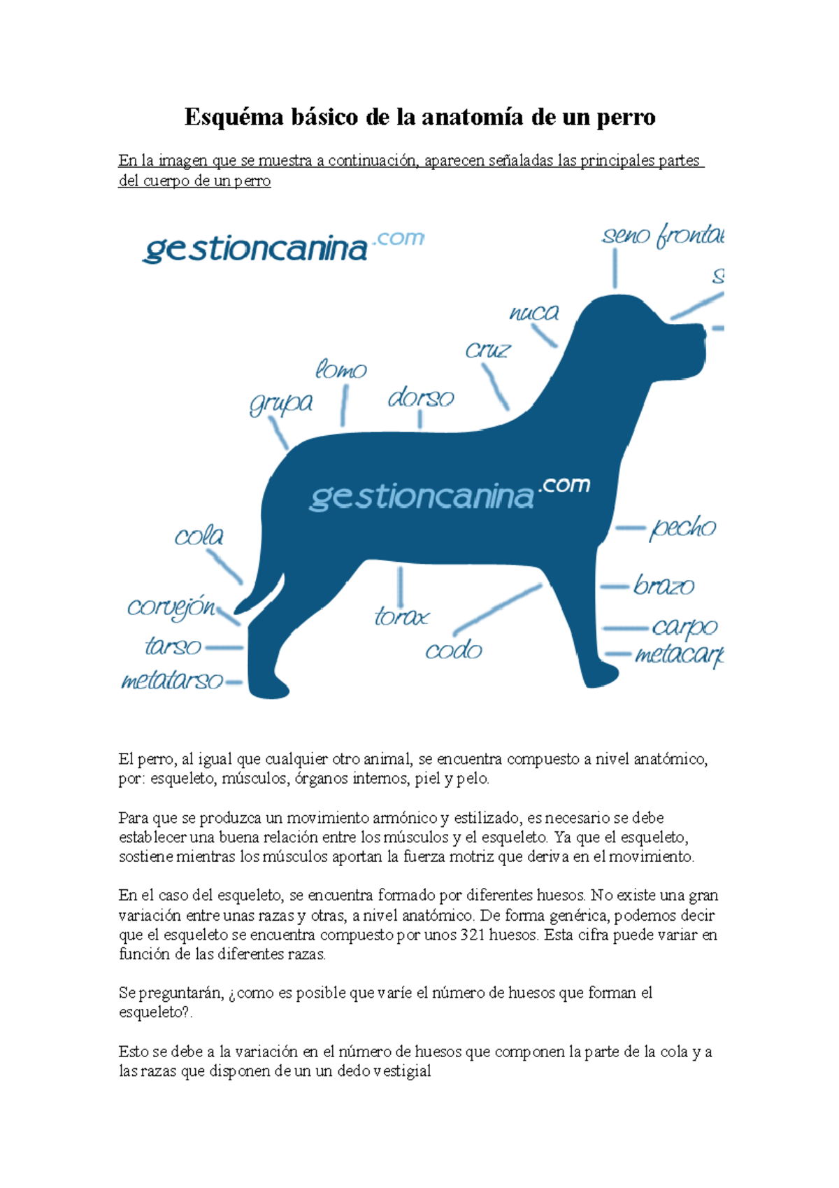 Cuantos Musculos Tienen Los Perros