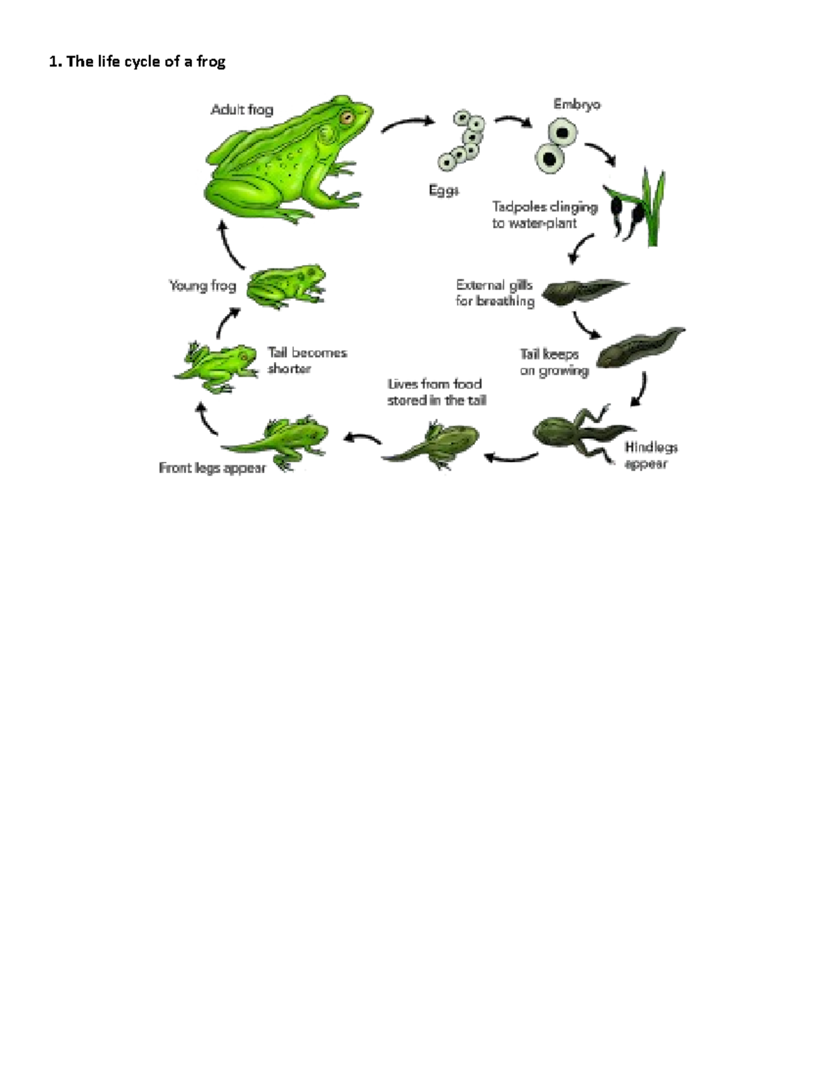 Writing task 1 process practice 1 - 1. The life cycle of a frog 2. The ...