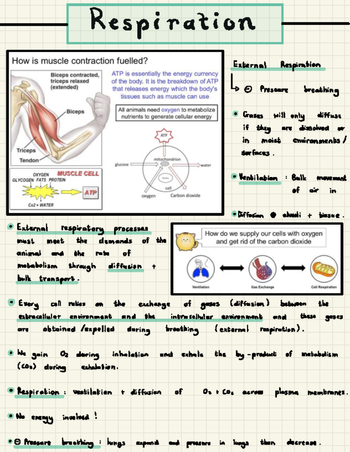 Respiration and Gas Exchange: Understanding External Processes (BIO 101 ...