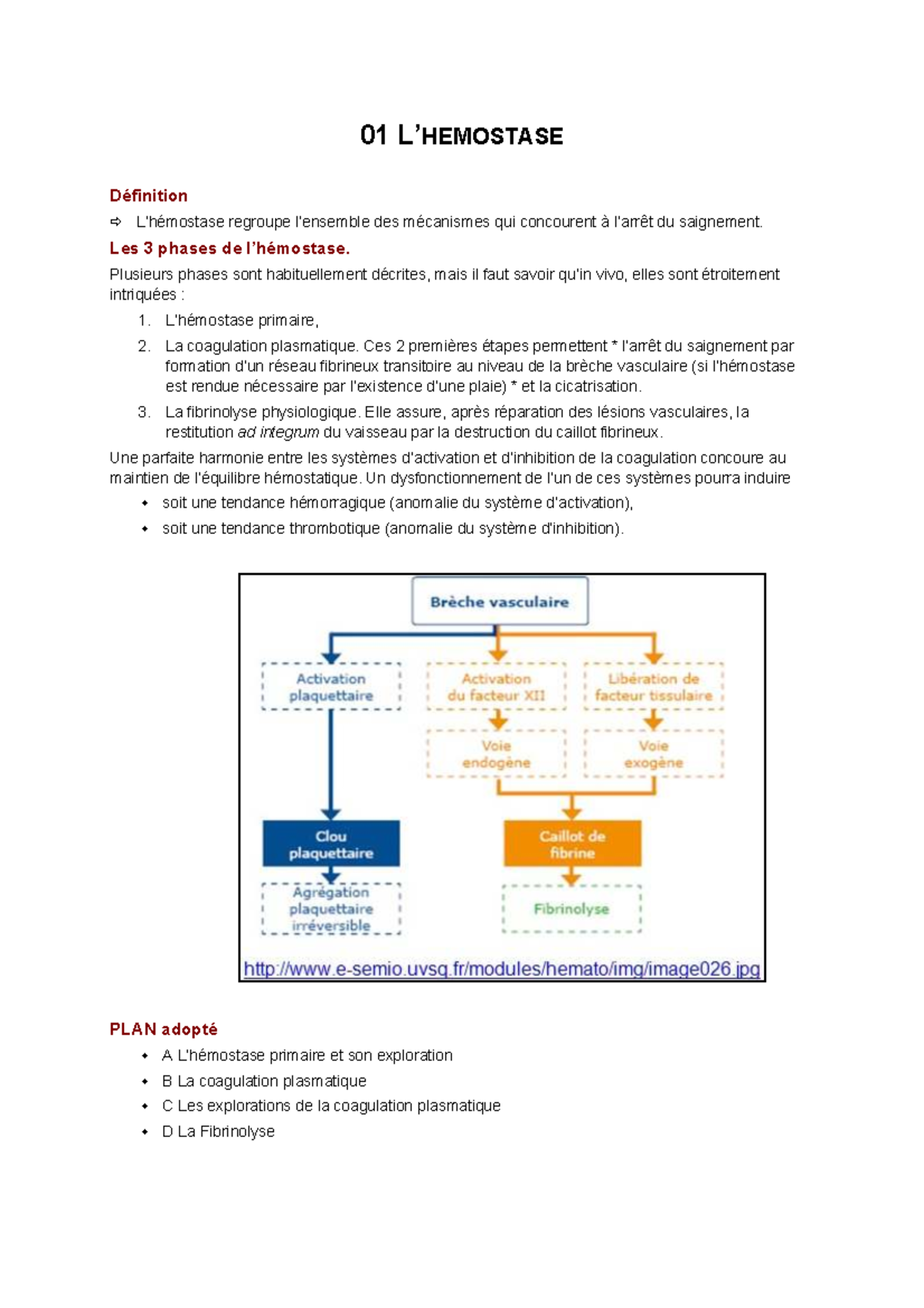 01 Hemostase: Mécanismes, Phases et Coagulation Plasmatique - Studocu
