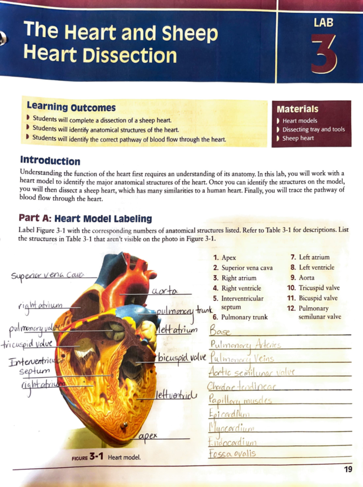 LAB 3: Sheep Heart Dissection for Anatomy & Physiology Course - Studocu
