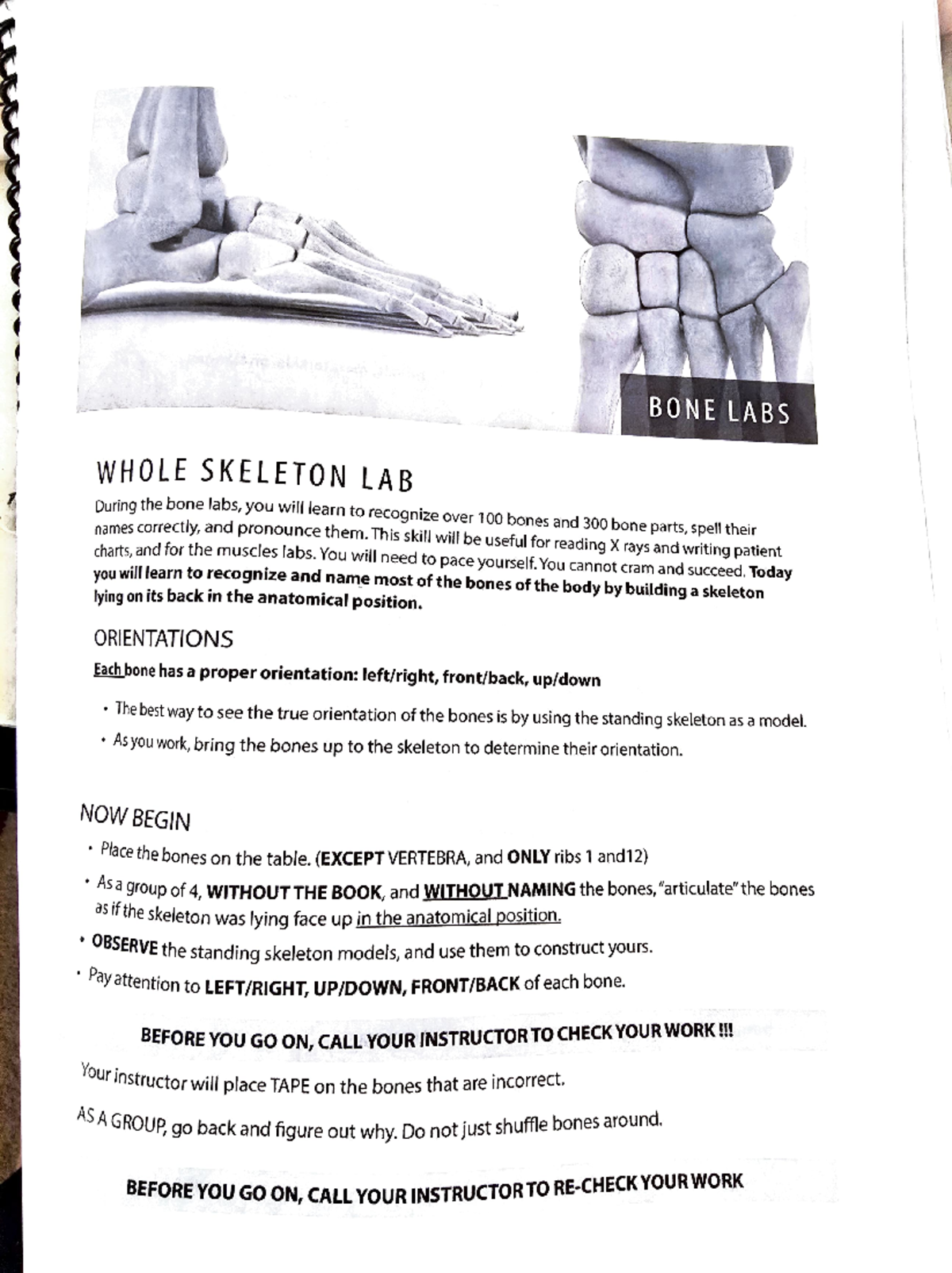 Bone Lab Guide: Identification and Labeling of Skeletal Structures ...