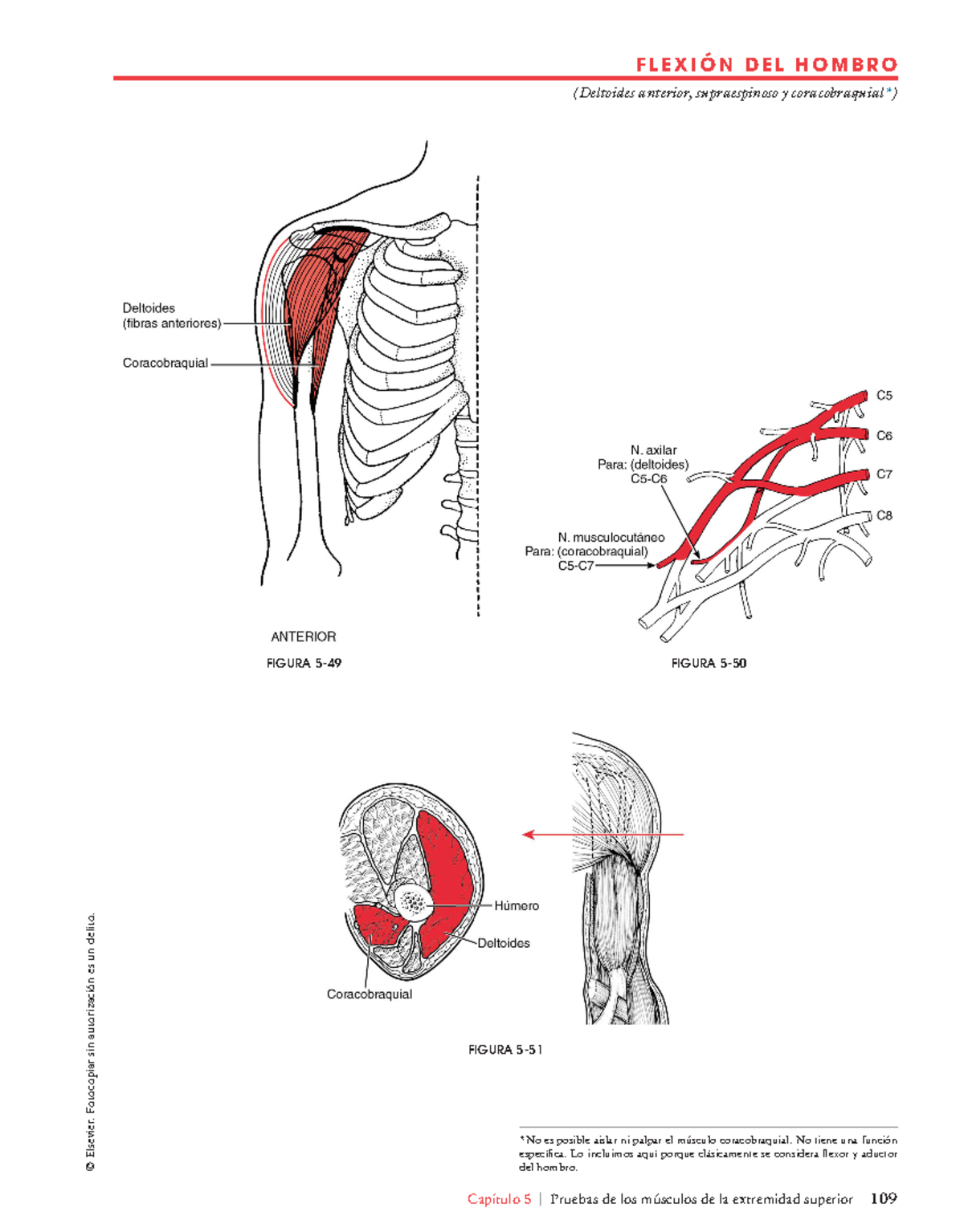 Prueba De Anatomía Muscular