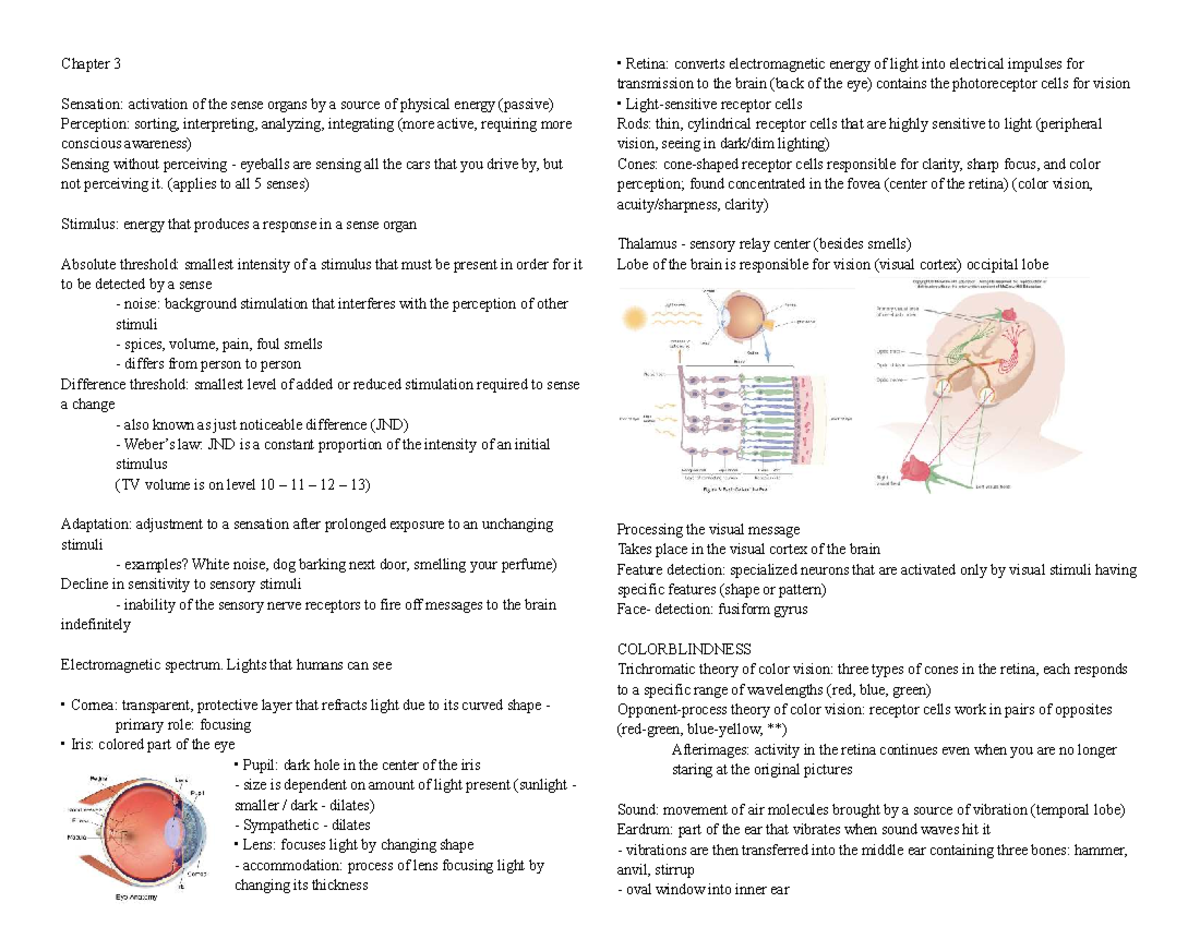 Ch3 Sensation & Perception Notes - Psychology 101 - Studocu
