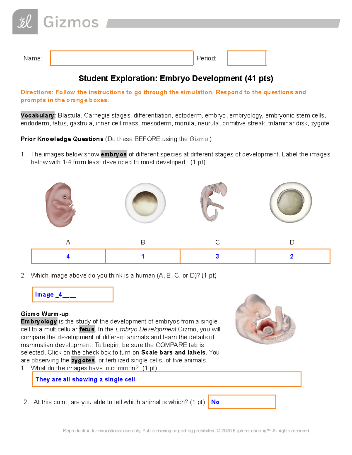 Gizmo: Student Exploration on Embryo Development (41 pts) - Studocu