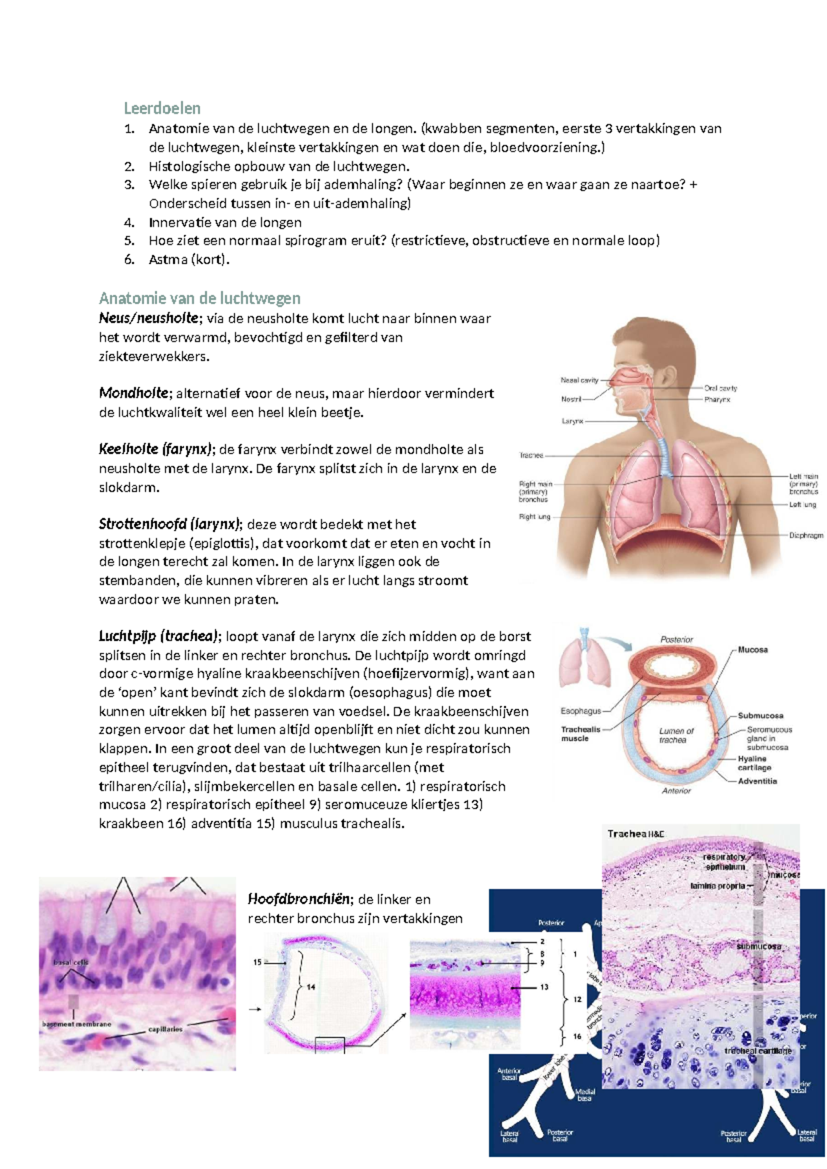 Casus 5 - Anatomie en Fysiologie van de Luchtwegen en Longen - Studeersnel