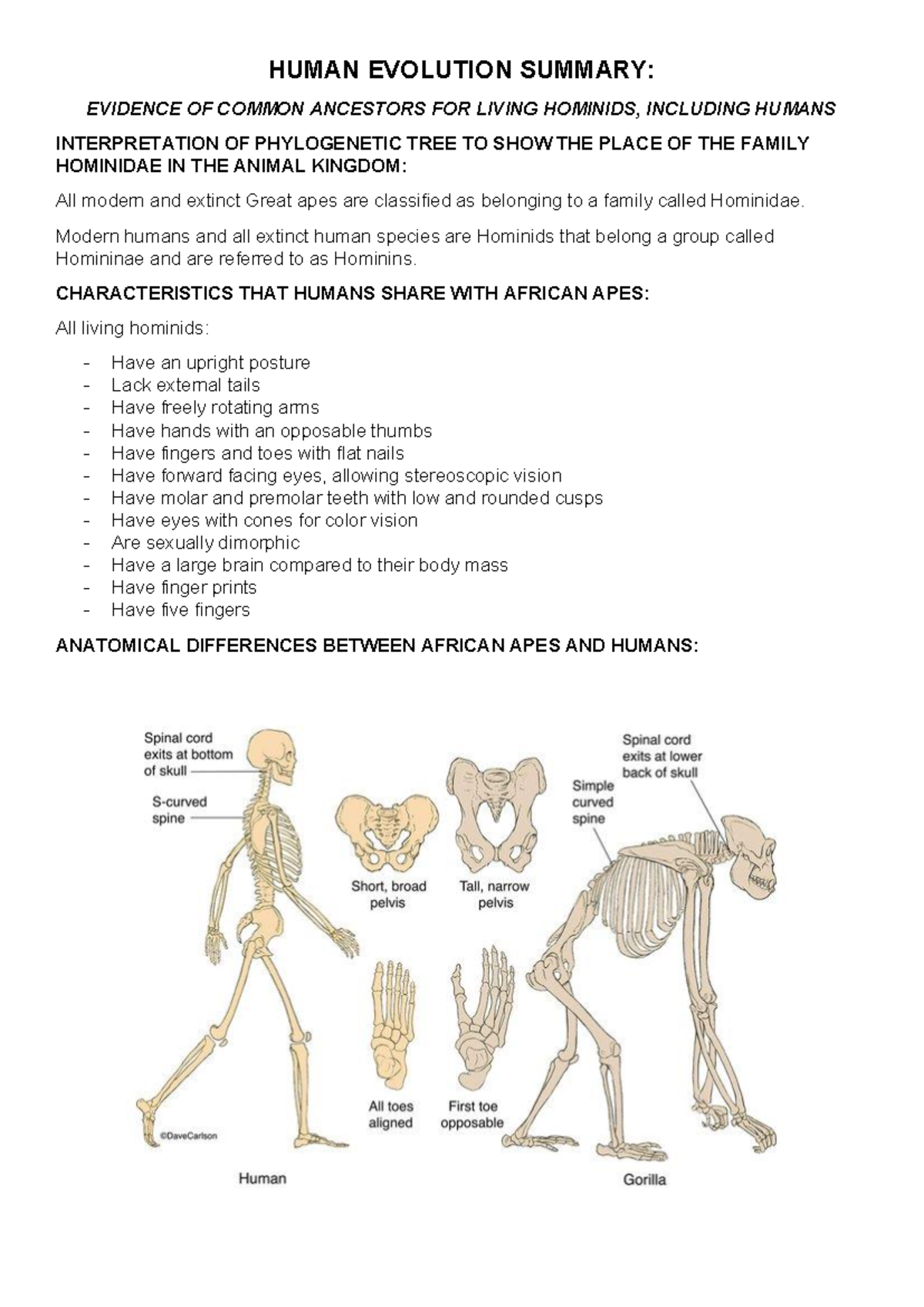 HUMAN EVOLUTION SUMMARY: COMMON ANCESTORS & PHYLOGENETIC TREE ANALYSIS ...
