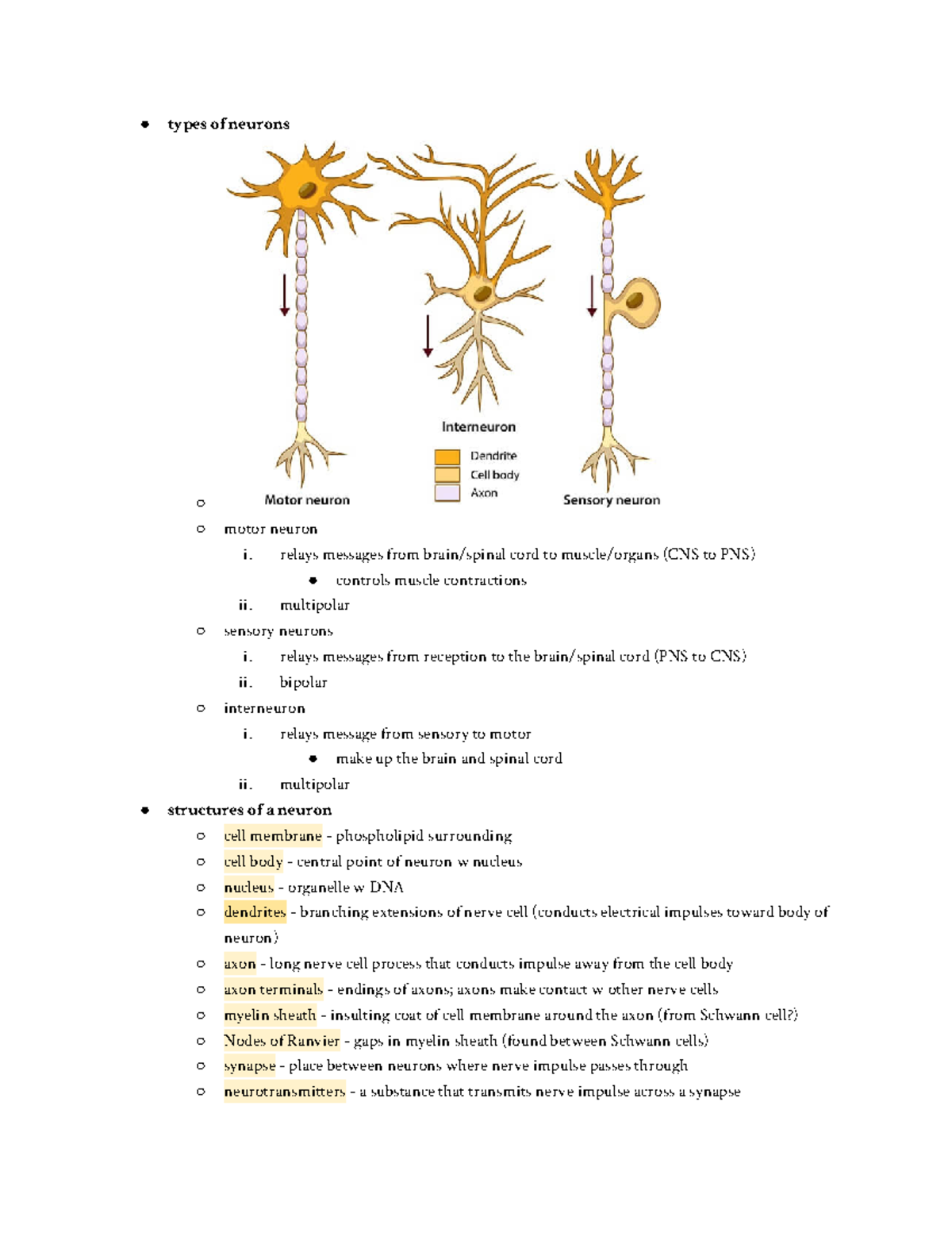 PLTW HBS 2.2 Study Guide: Neurons and Their Structures Explained - Studocu