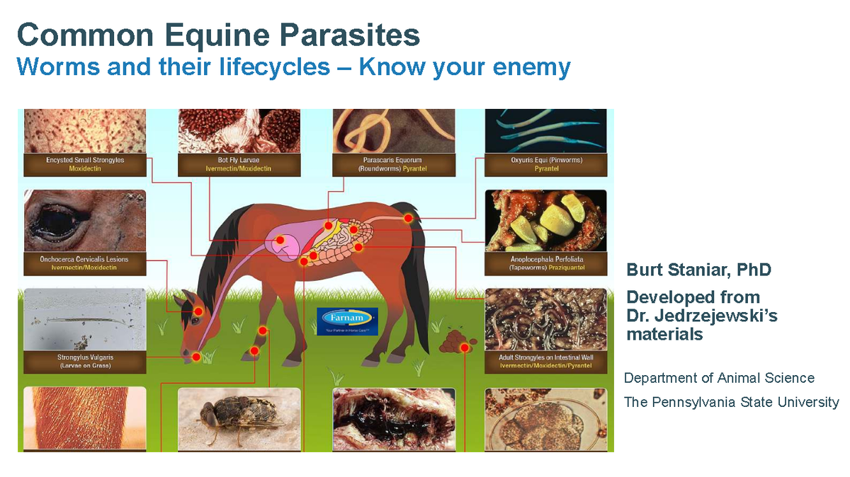 2024 AAEP Guidelines for Equine Parasite Control and Management - Studocu