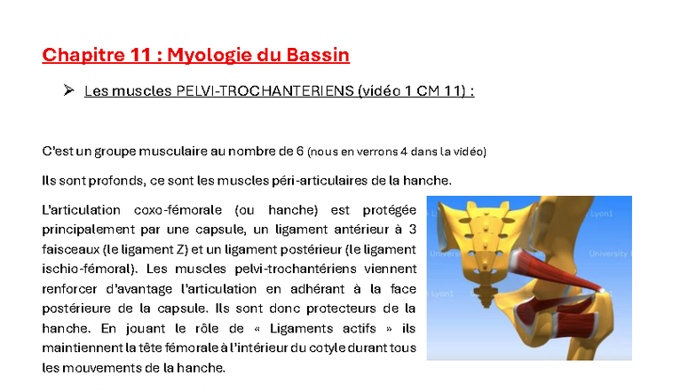 Chapitre 11 : Myologie du Bassin - Muscles de la Hanche (CM 11) - Studocu