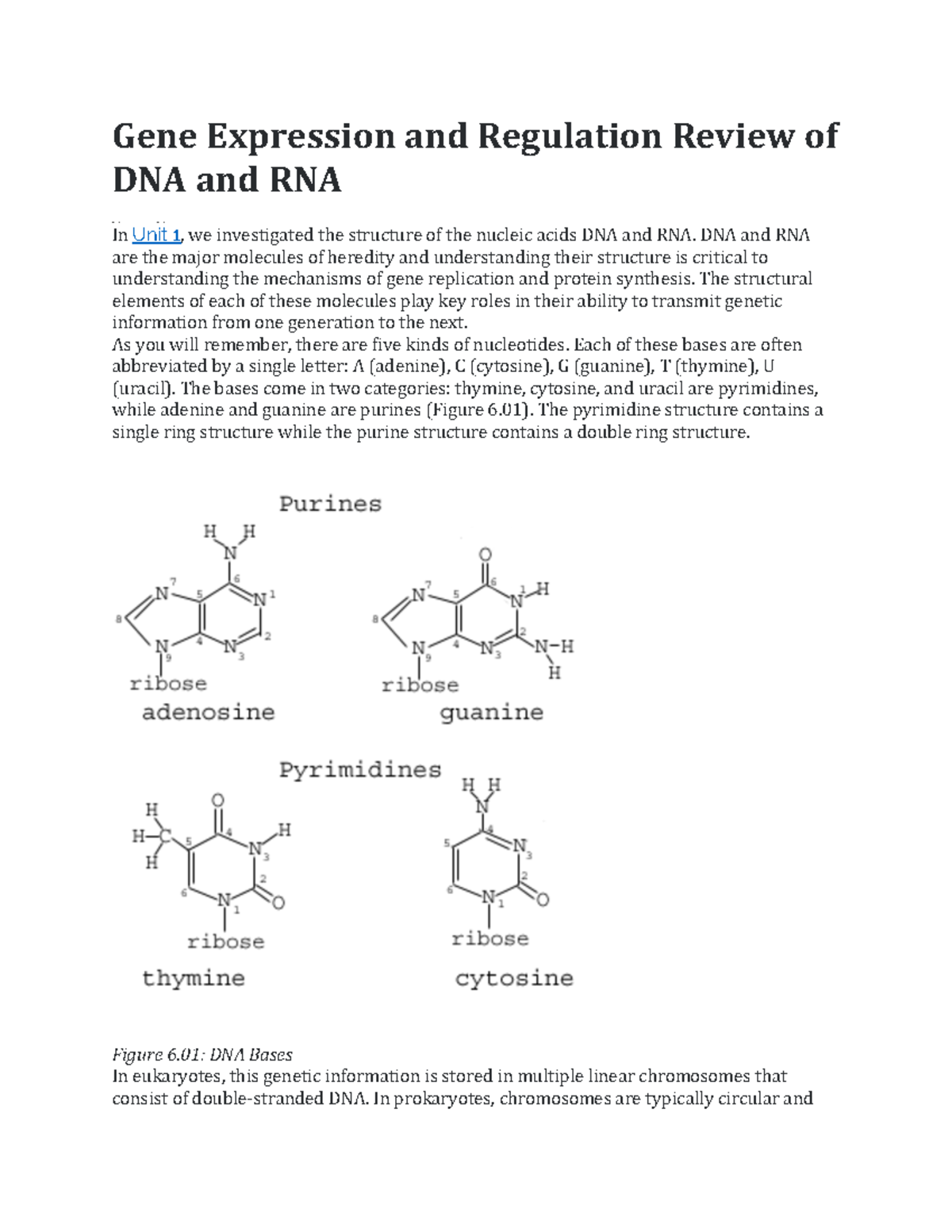 Gene Expression & Regulation: DNA/RNA Structure Review - Studocu